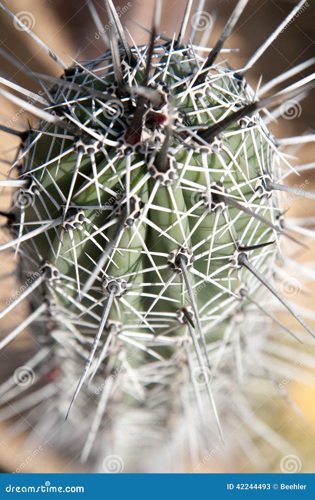 Cactus thorns 2 stock image. Image of cabo, mexico, prickly - 42244493