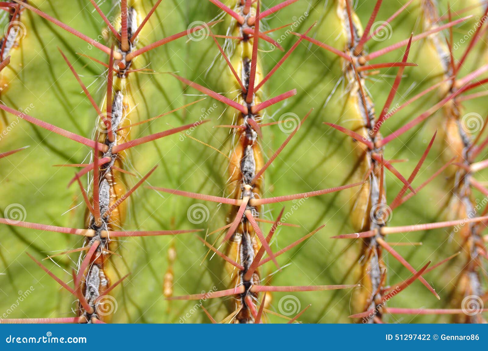 Cactus Thorns Texture Stock Photography | CartoonDealer.com #51297422