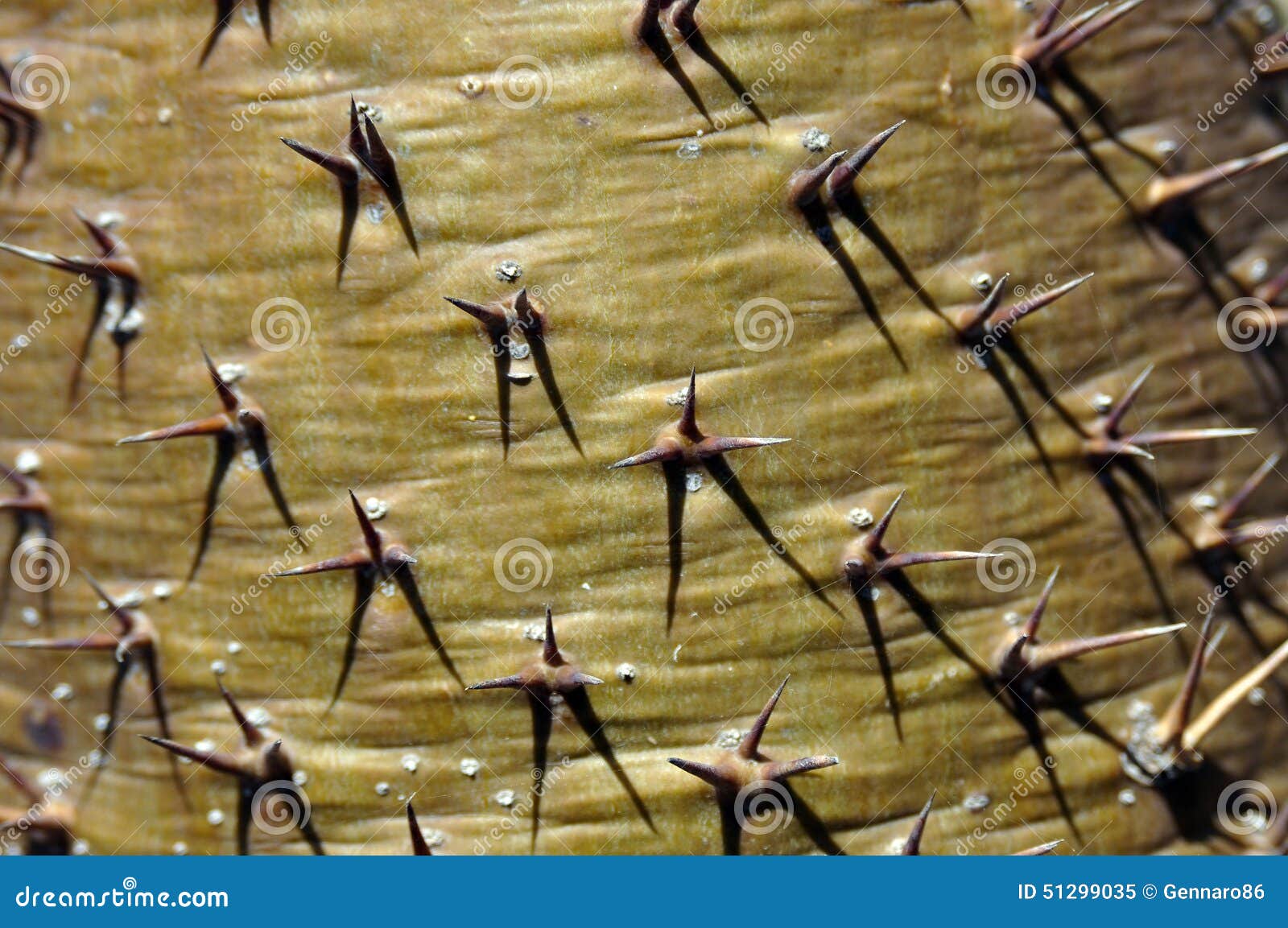 Cactus thorns stock image. Image of grass, environment - 51299035