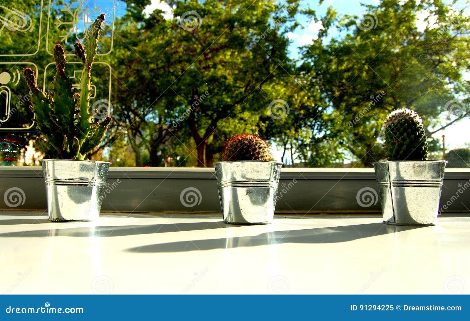 Pot Of Cactus On Office Table Stock Image | CartoonDealer.com #79296109