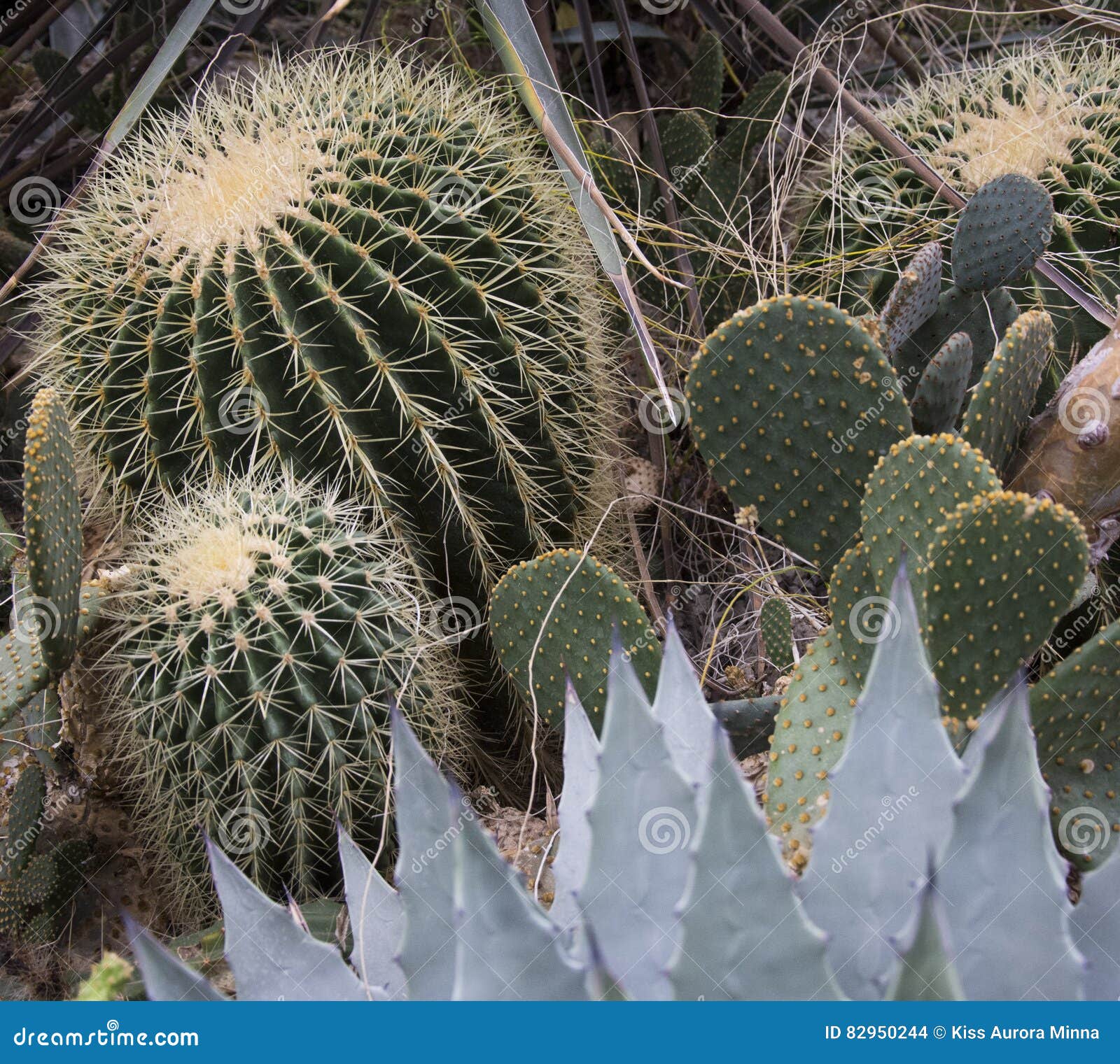Cactus stock photo. Image of three, cactus, green, plant - 82950244