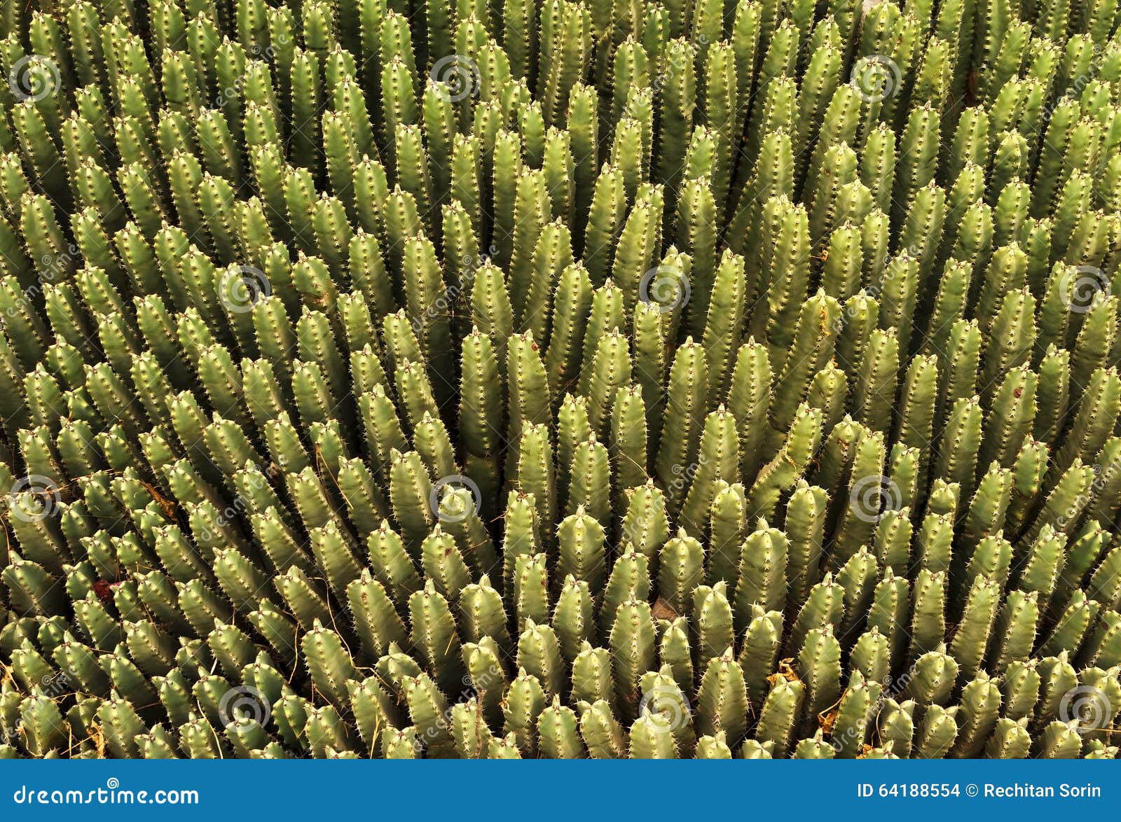 Cactus top view background stock photo. Image of thorn - 64188554