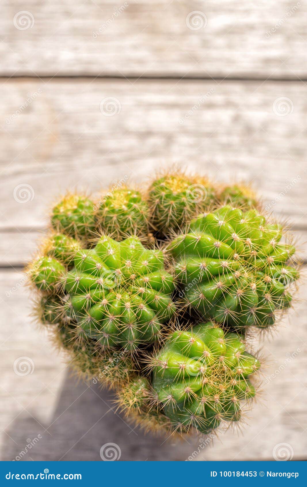 Cactus top view stock image. Image of flora, round, cacti - 100184453