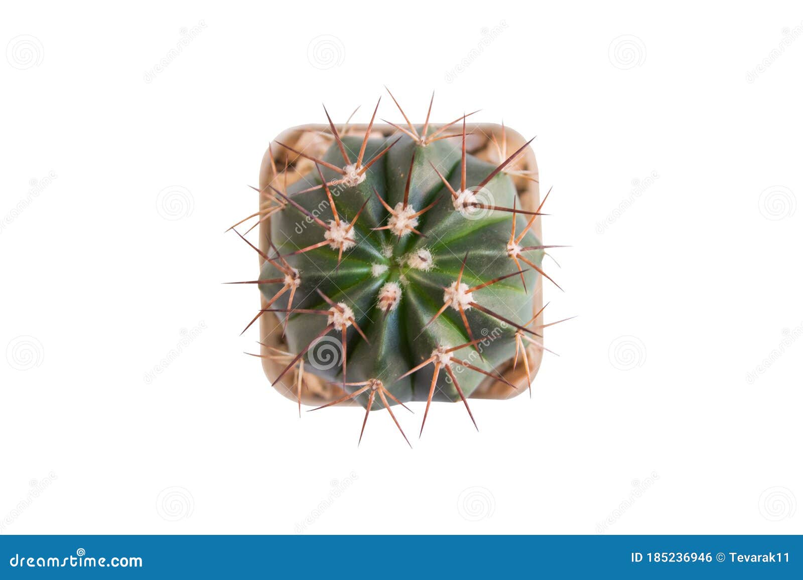 Cactus Top View Isolated on White Background with Clipping Path Stock ...