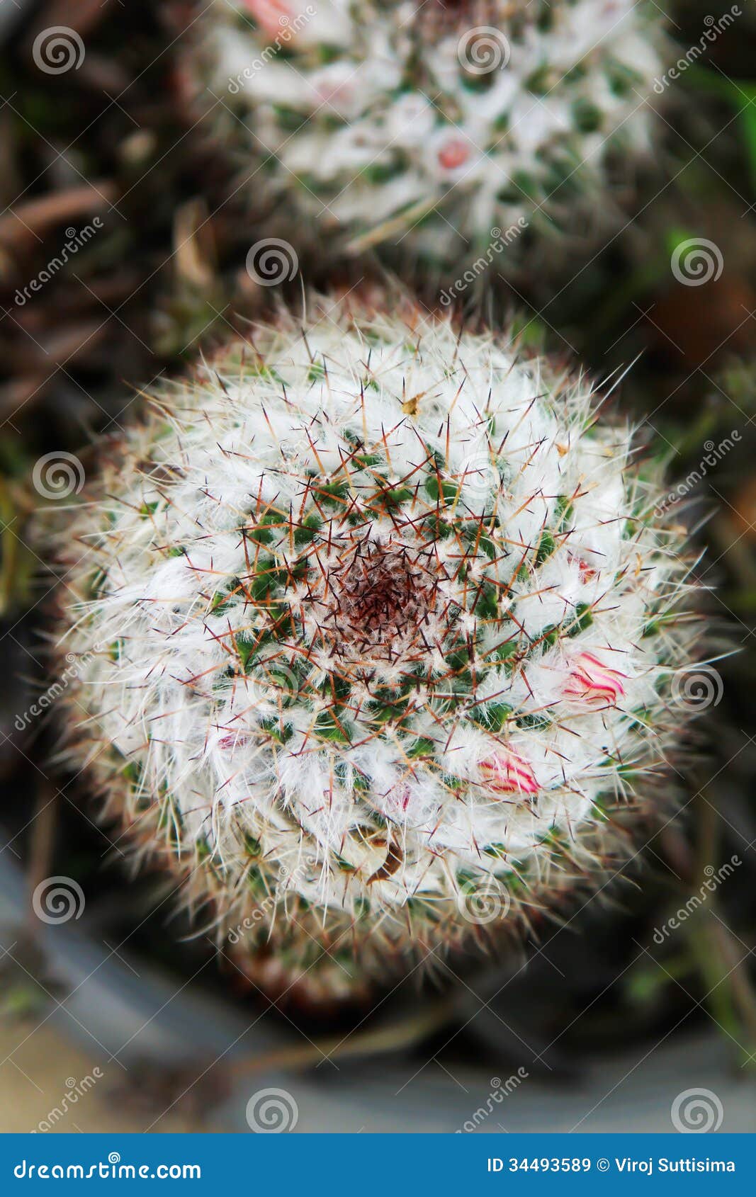 Cactus top view stock image. Image of fluffy, tropical - 34493589