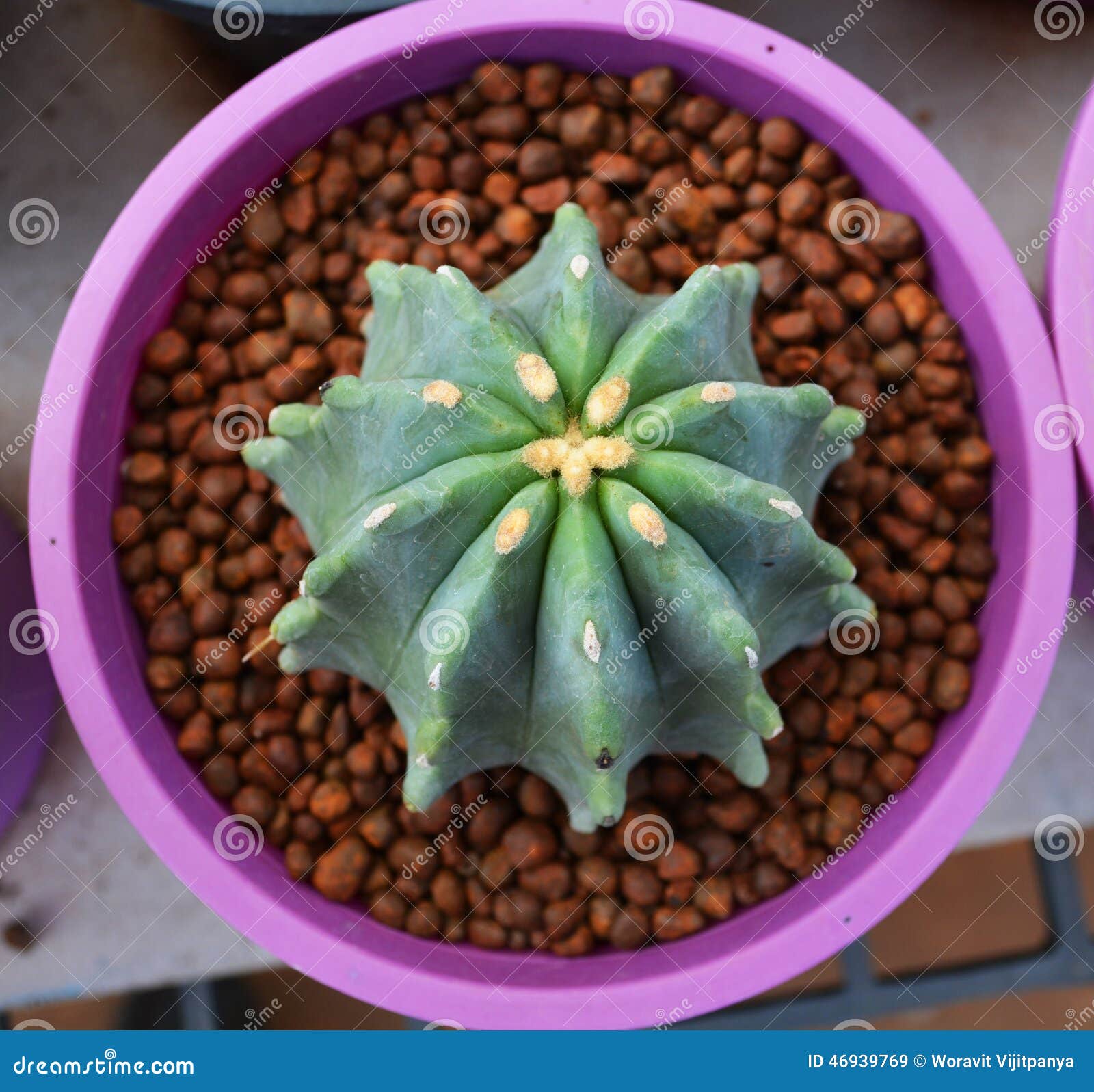 Cactus top view stock image. Image of plant, natural - 46939769