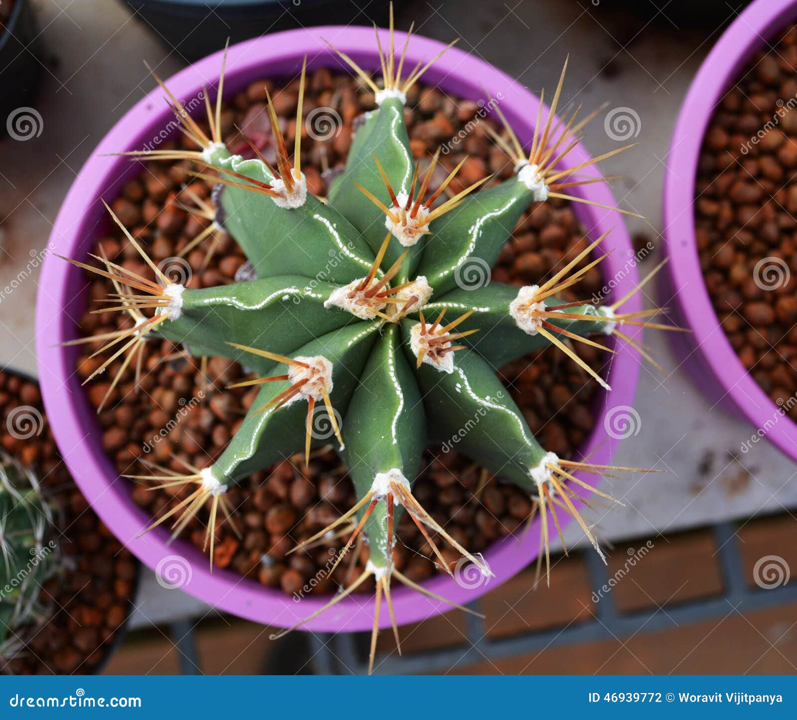Cactus top view stock photo. Image of objects, floral - 46939772