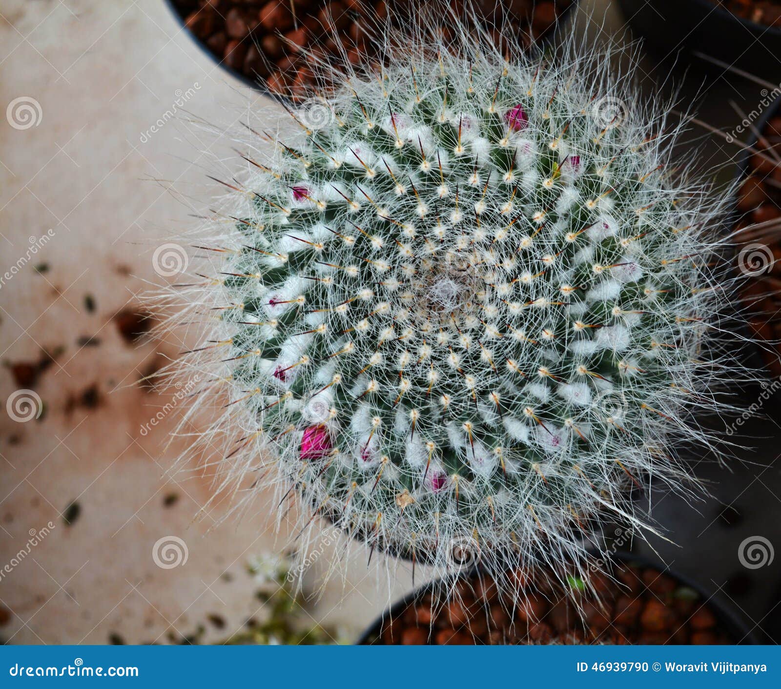Cactus top view stock photo. Image of health, floral - 46939790