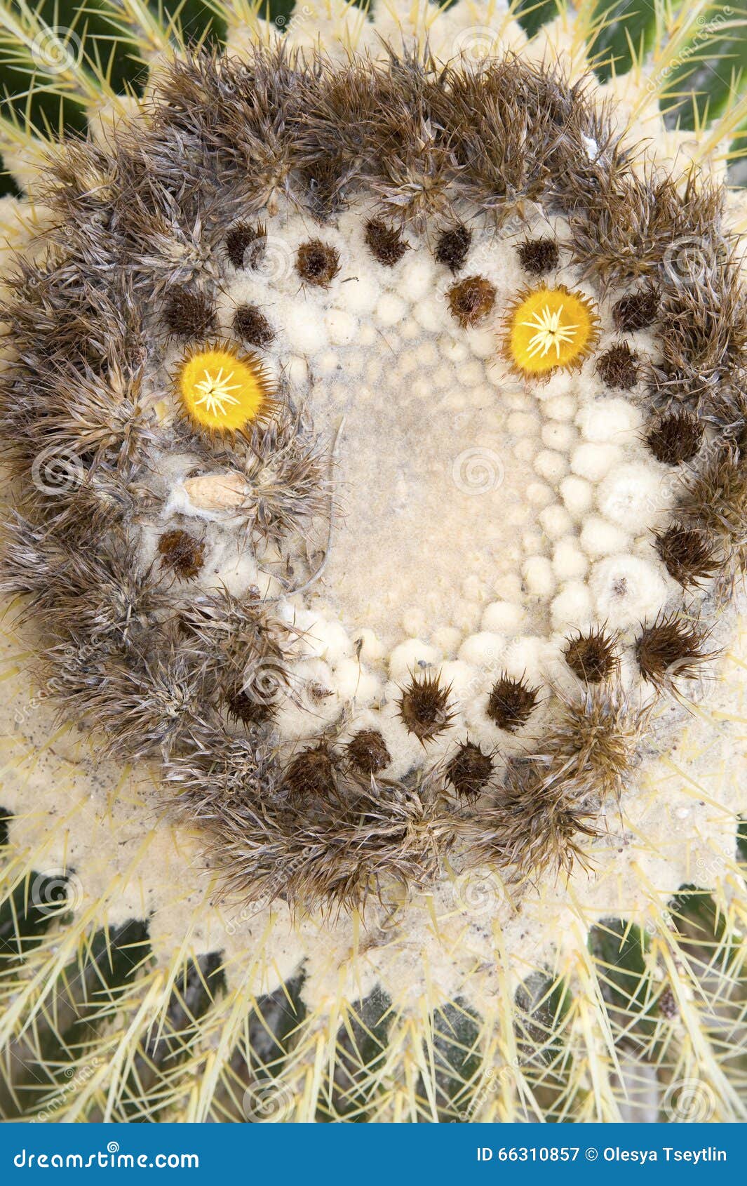 Cactus (top view). stock image. Image of tropics, composition - 66310857