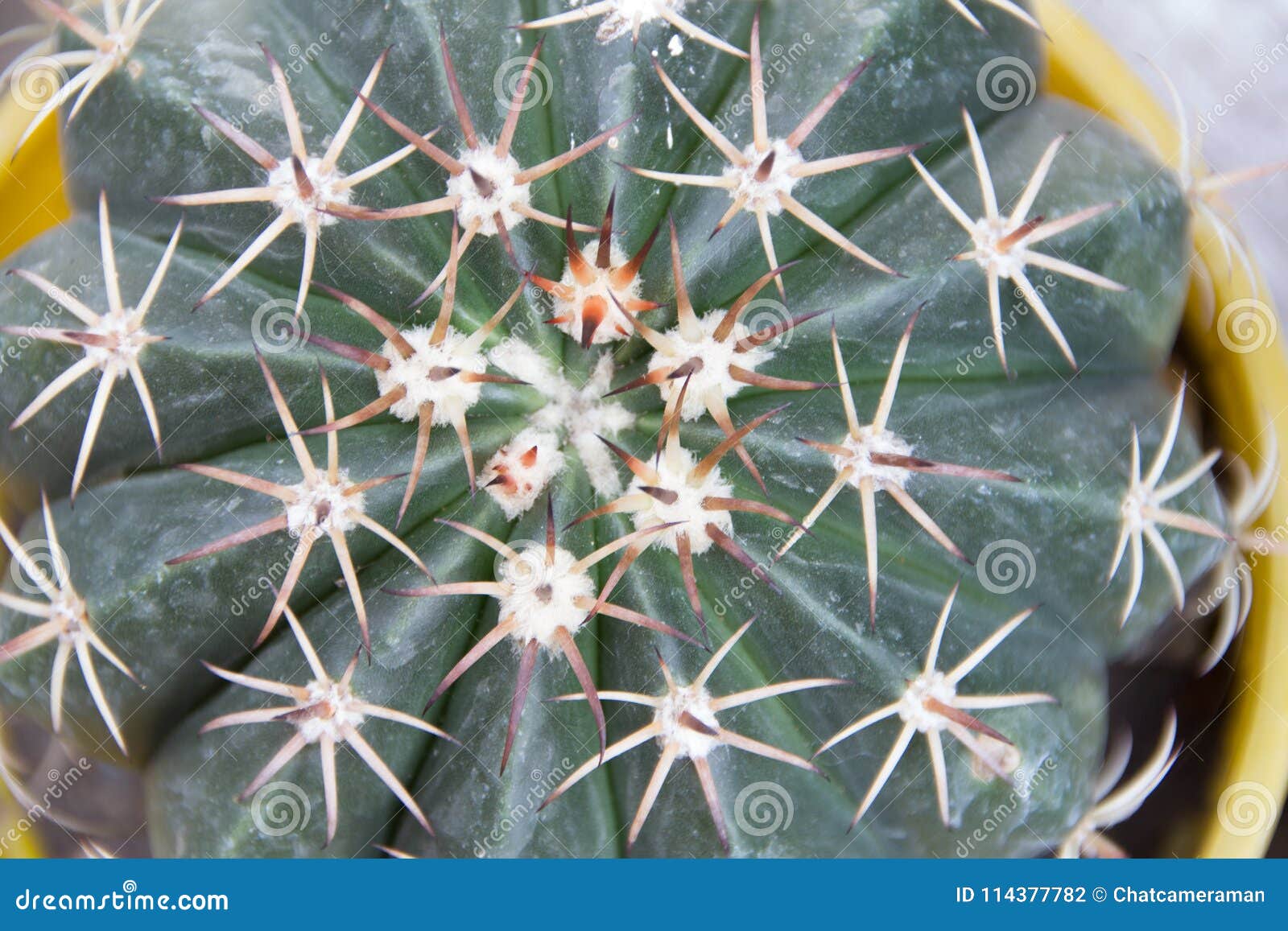 Cactus top view stock photo. Image of tropical, spine - 114377782