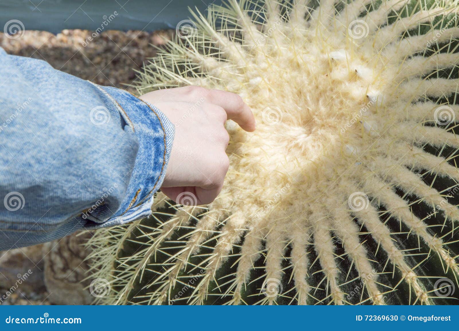 Cactus stock photo. Image of spikes, arizona, flower - 72369630