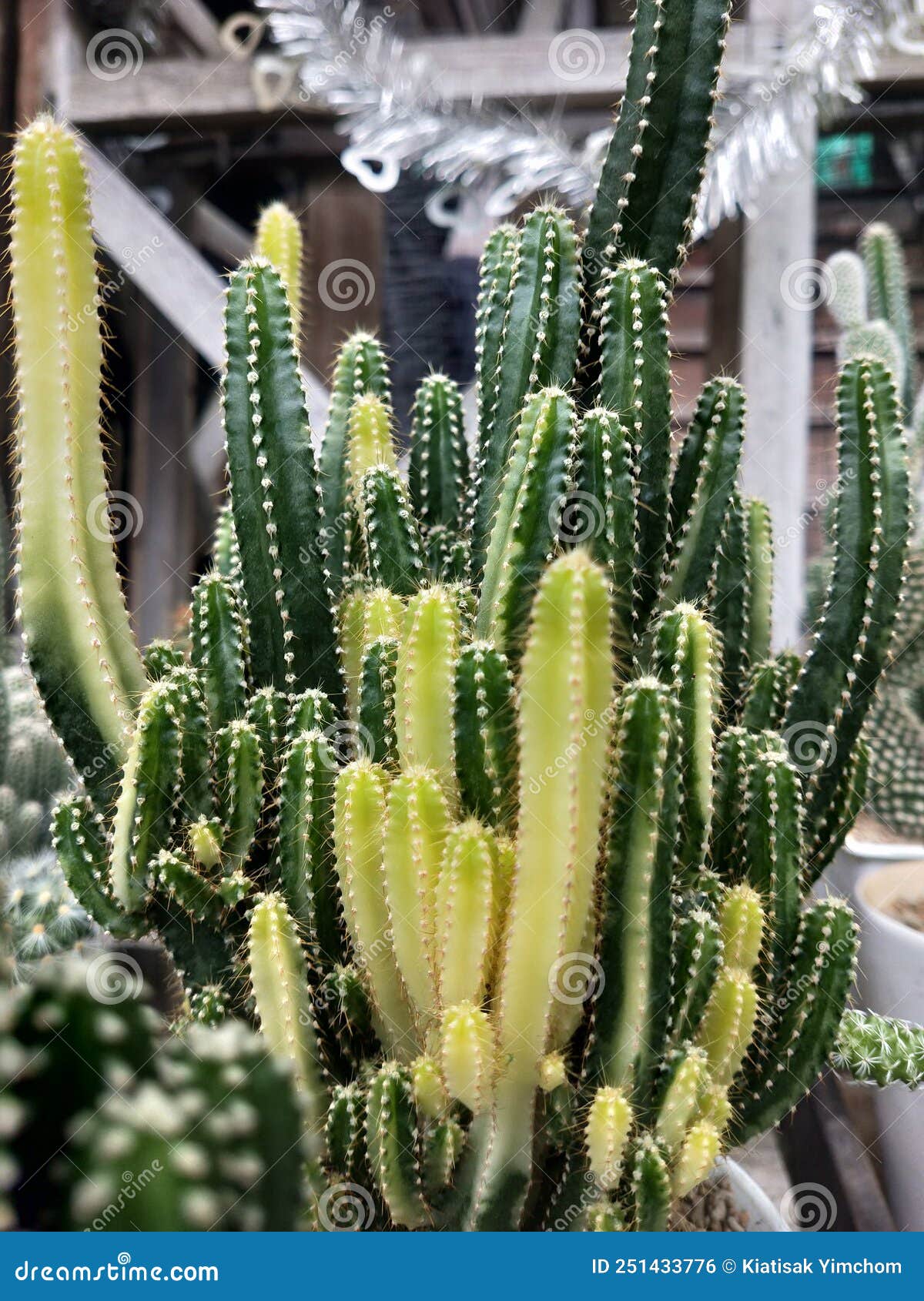 Cactus-tower stock photo. Image of plant, thorns, green - 251433776