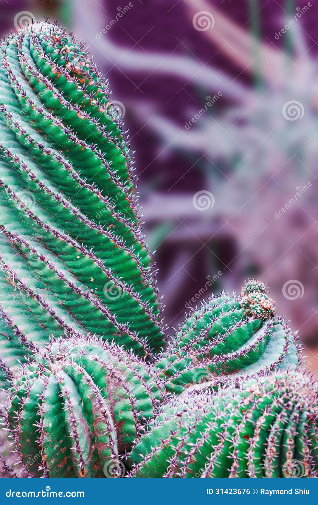Cactus Tower stock photo. Image of thorns, garden, round - 31423676