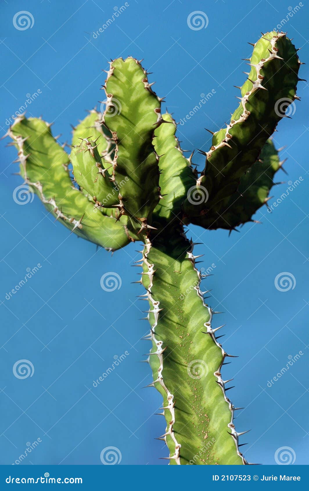 Cactus Tree. stock image. Image of thorns, nursery, tree - 2107523