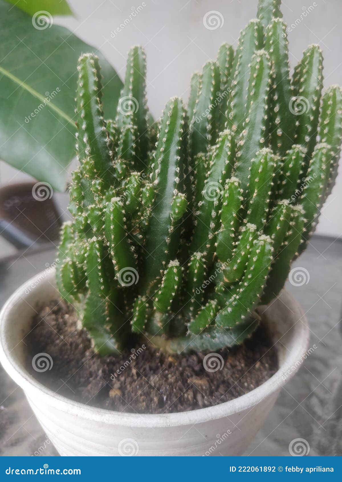 Cactus Tree in Afternoon at Home Stock Photo - Image of kaktus ...