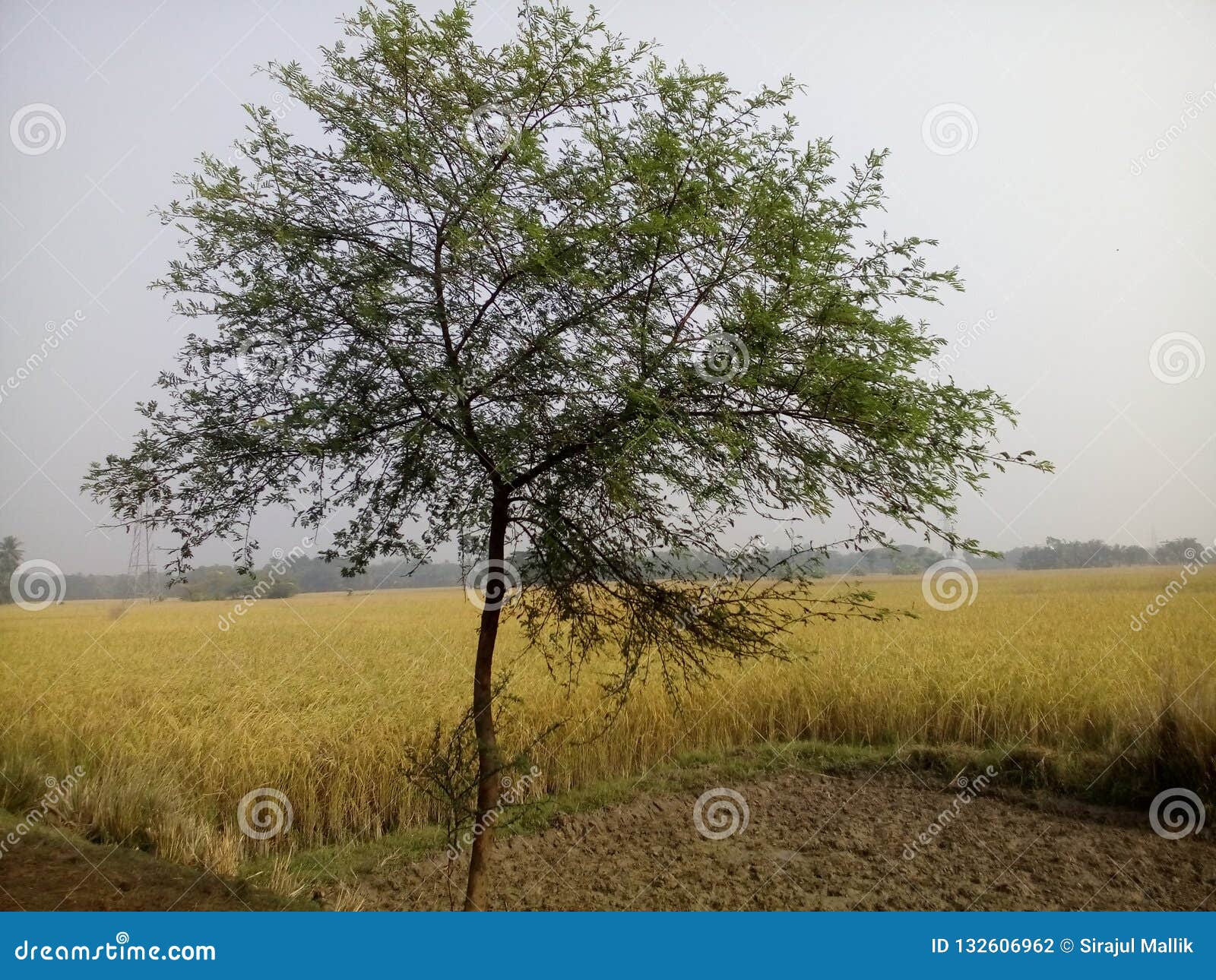 Babla Tree Stock Photos - Free & Royalty-Free Stock Photos from Dreamstime