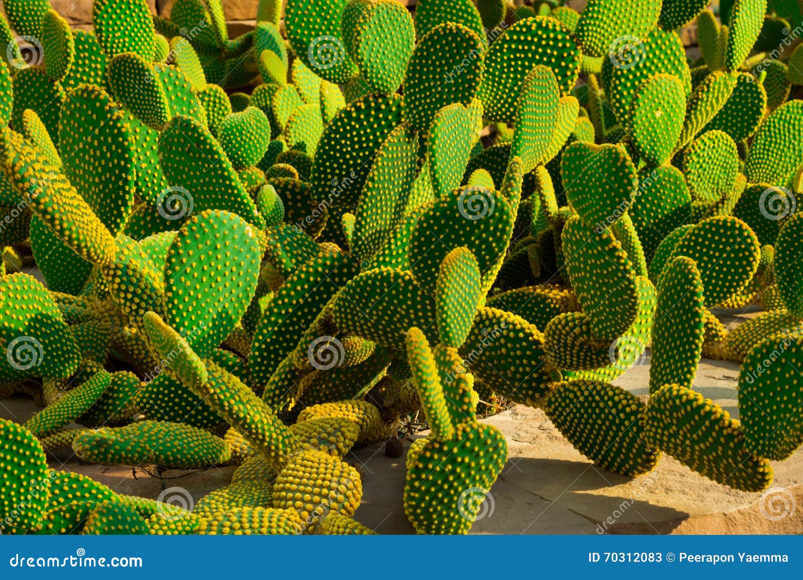 Cactus tree stock image. Image of background, abstract - 70312083