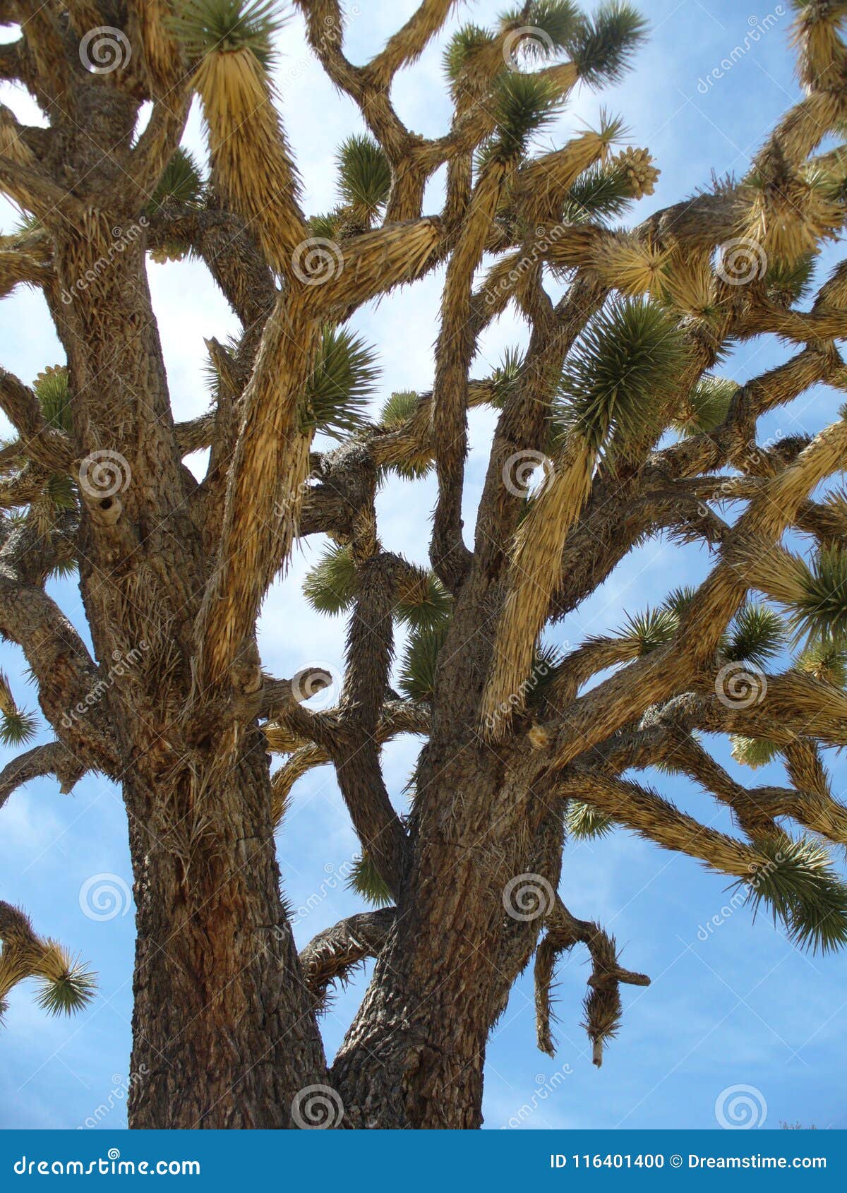 Cactus Tree in the Desert in Nevada Stock Photo - Image of nevada ...