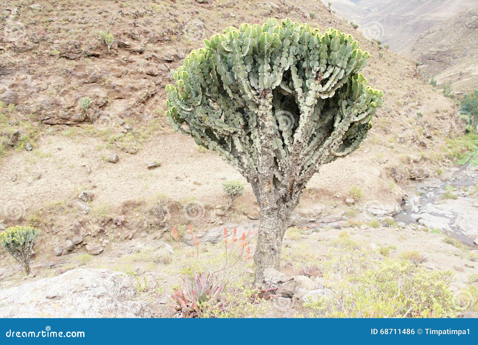 Cactus Tree (Euphorbia Candelabrum), Simien Mountains Stock Photo ...