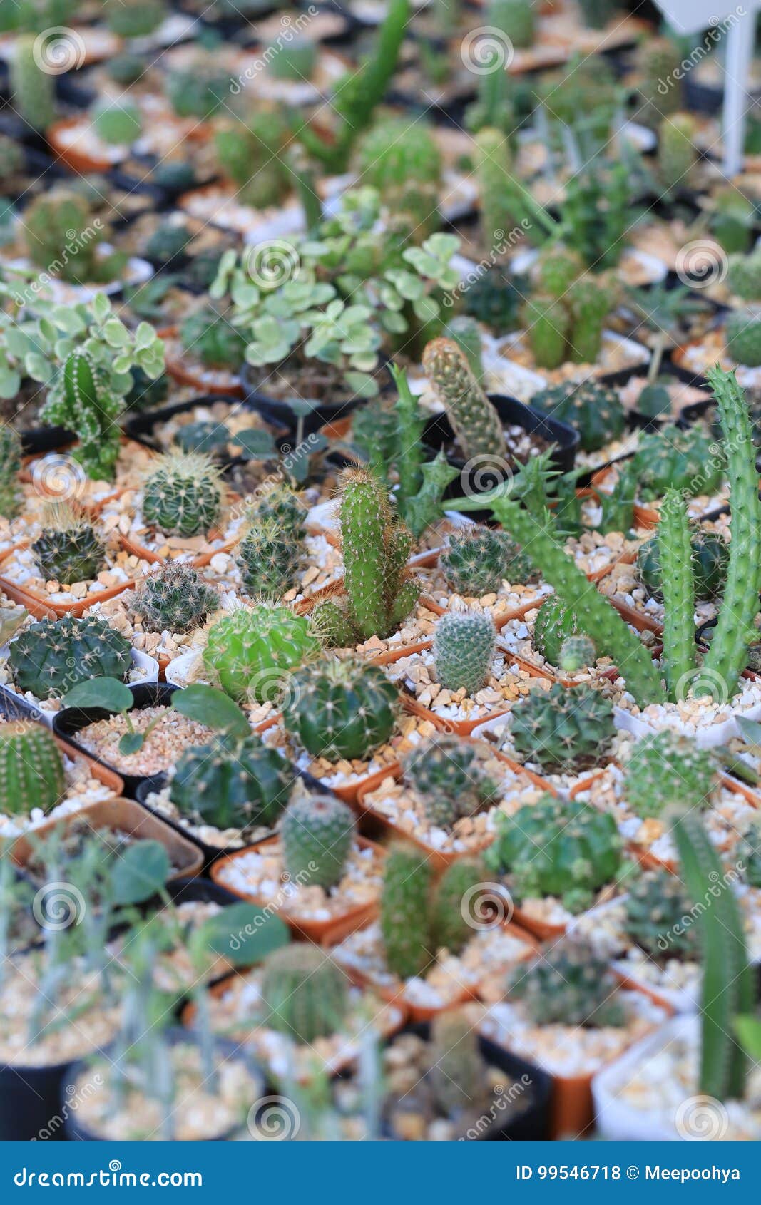 Cactus tree in flower pot. stock illustration. Illustration of ...