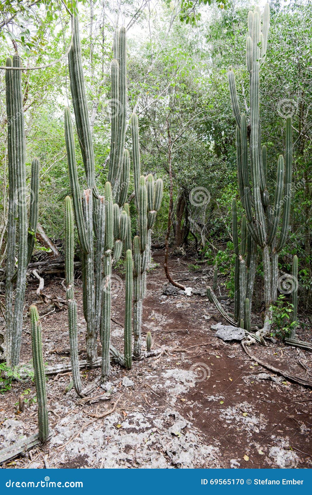 Cactus Tree on the Forest at Giron Stock Photo - Image of park, cuba ...