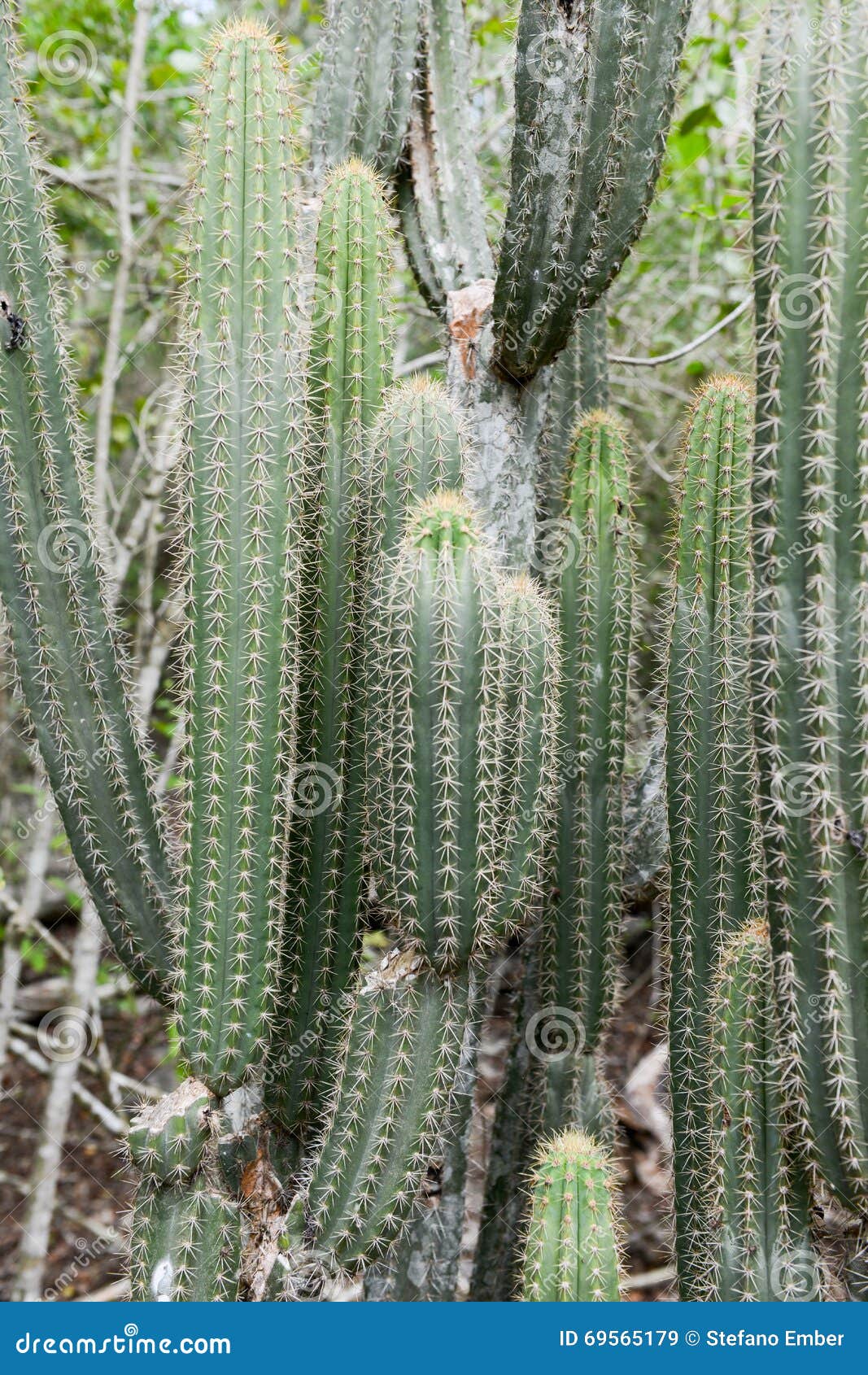 Cactus Tree on the Forest at Giron Stock Image - Image of forest ...