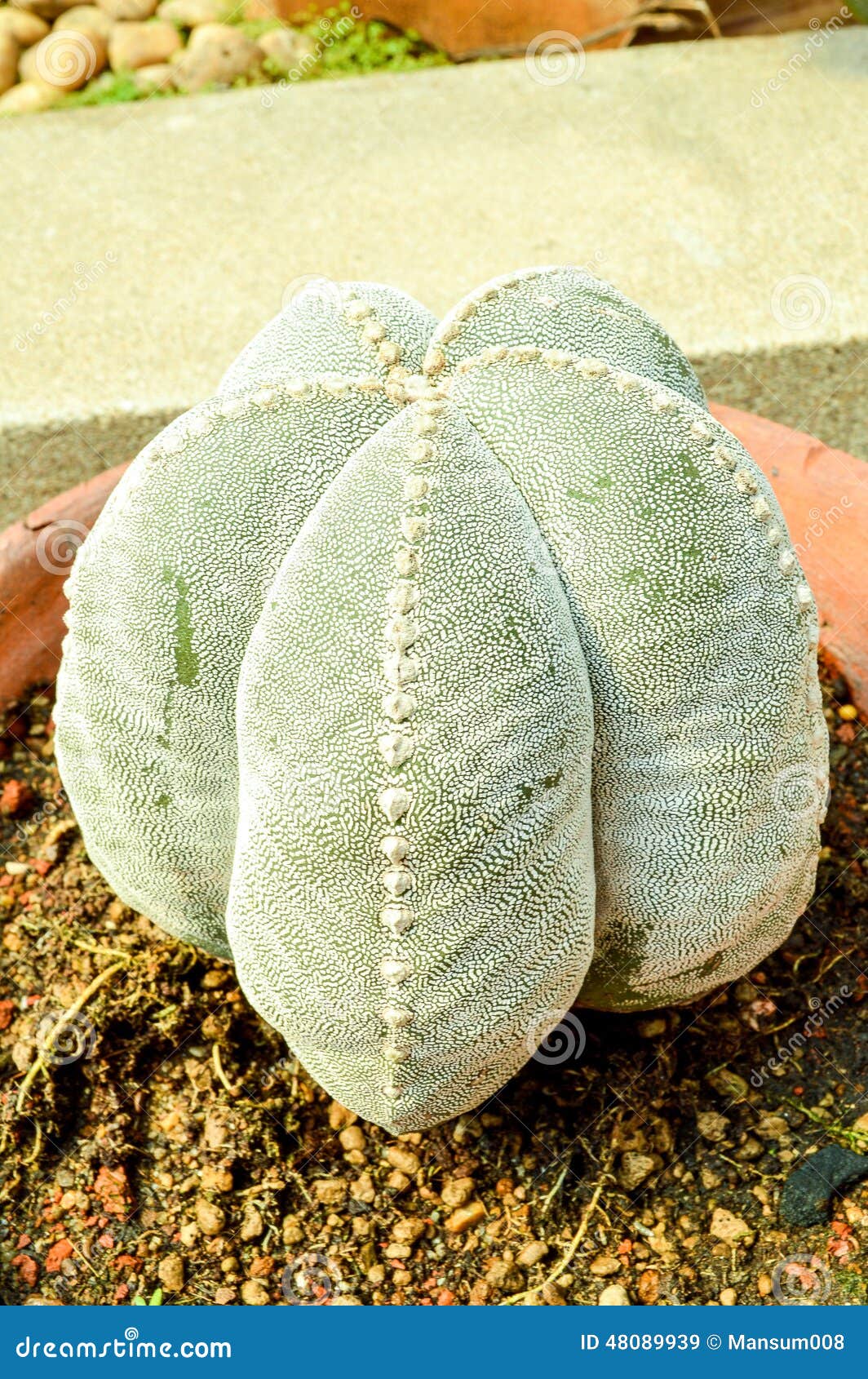 Cactus tree stock image. Image of green, plant, cactus - 48089939