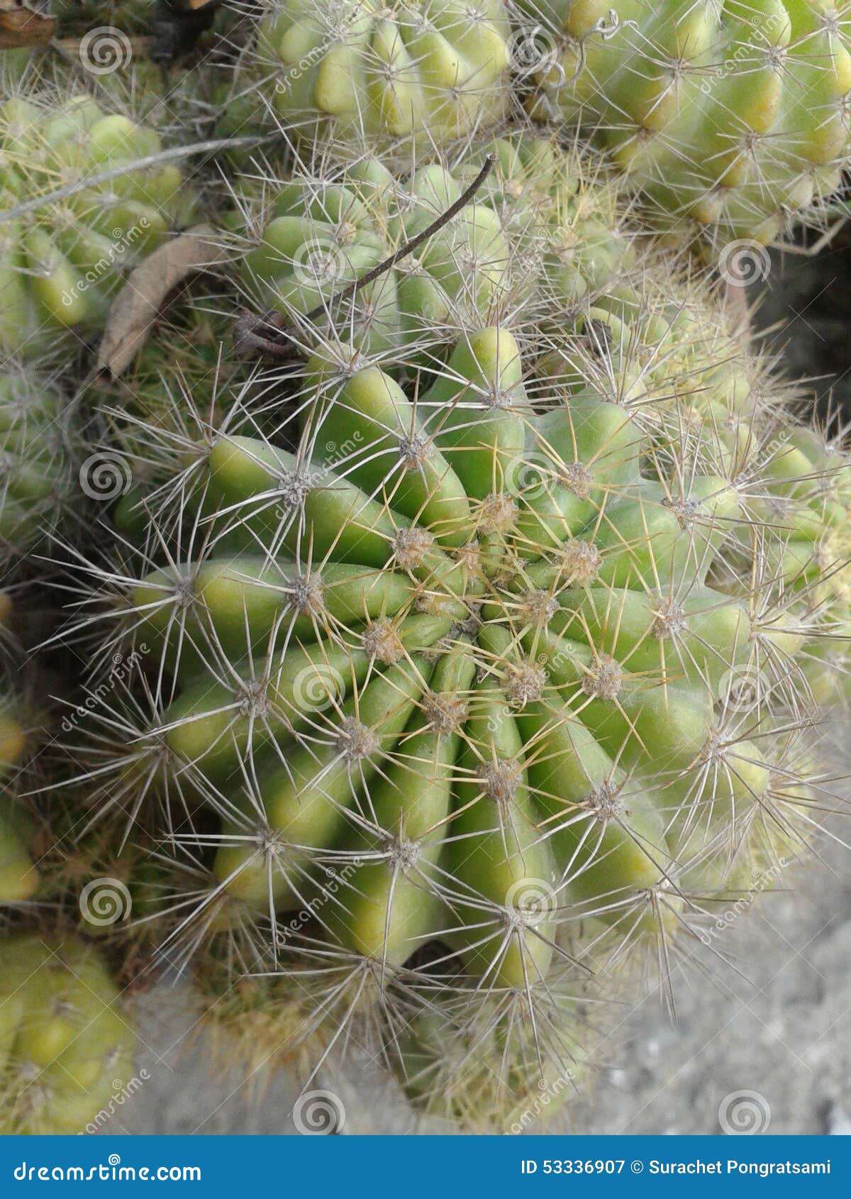 Cactus tree stock image. Image of tree, thorn, nature - 53336907