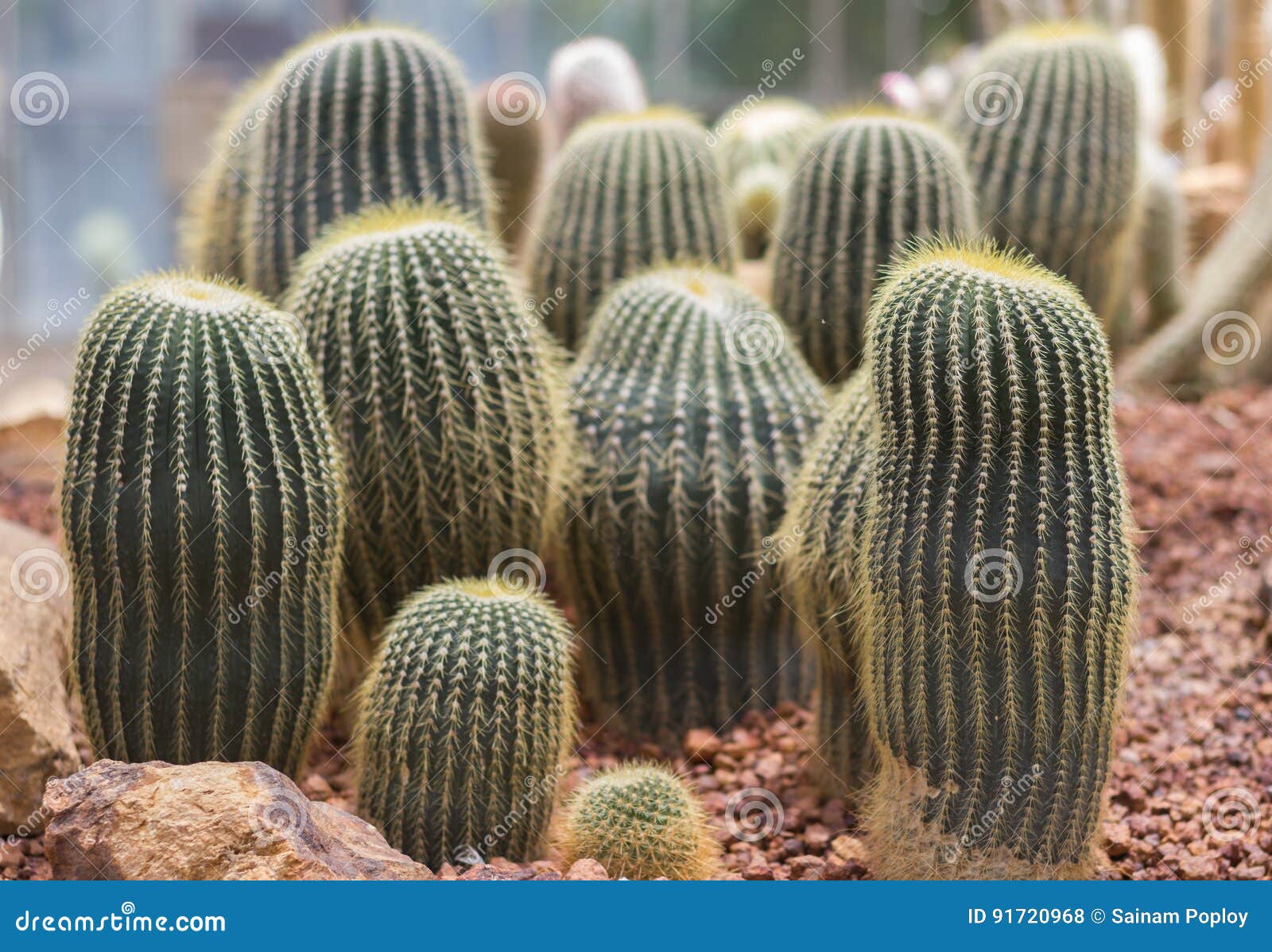 Cactus tree stock photo. Image of botanic, nature, outdoor - 91720968