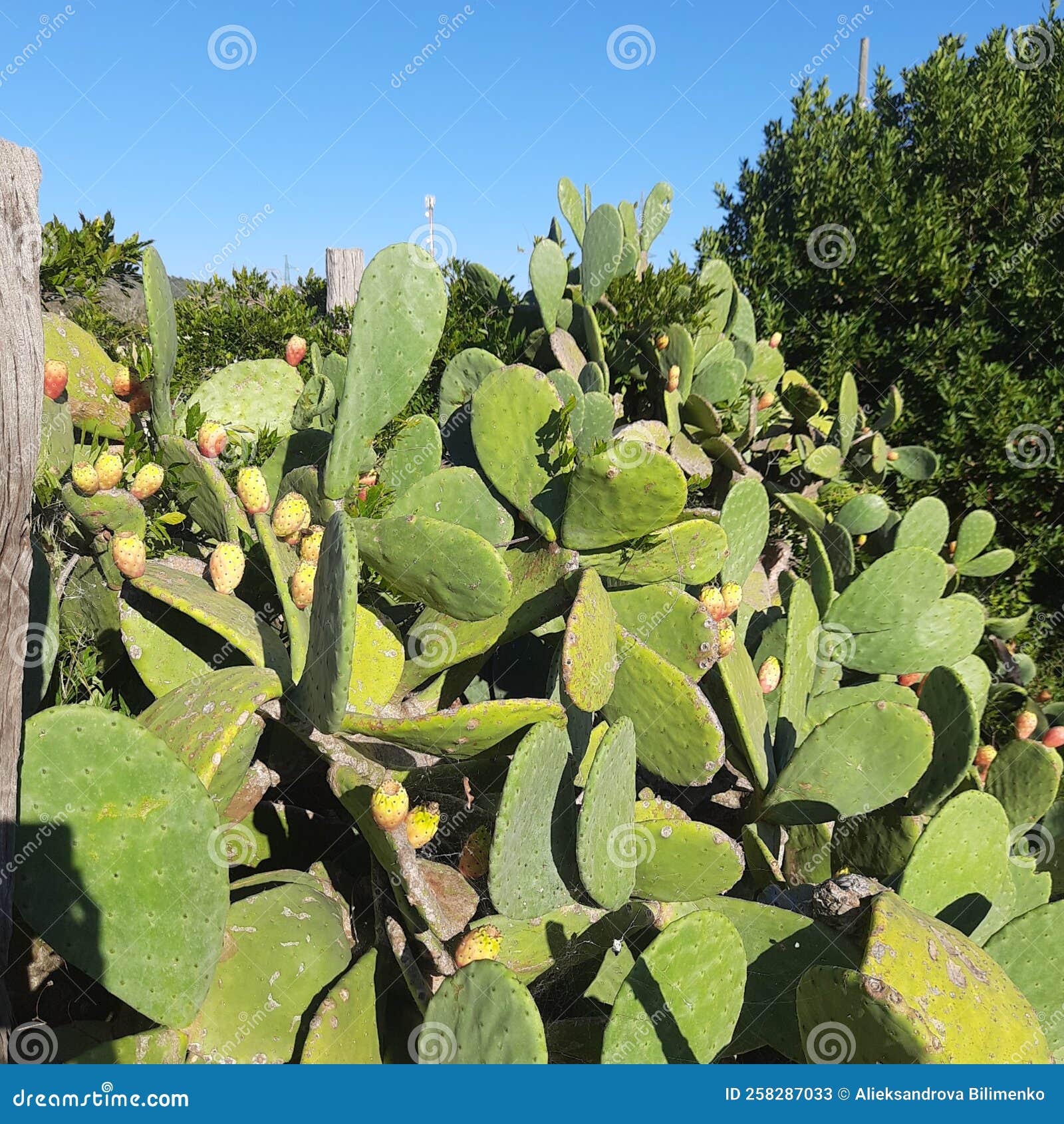 Cactus Tree Green Nature Sky Stock Image - Image of nature, green ...