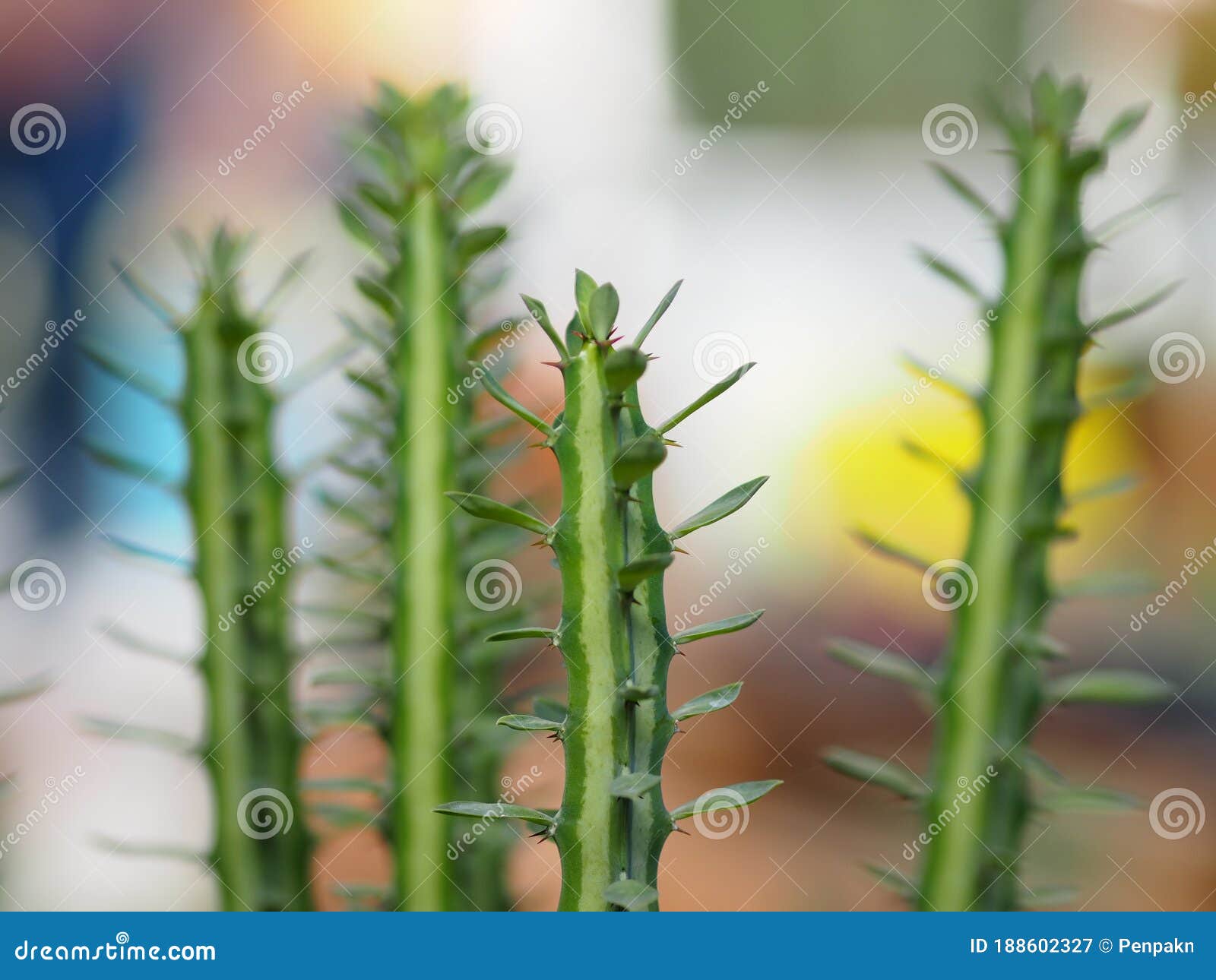 Cactus Tree Green Trunk Has Sharp Spikes Around Blooming Stock Image ...