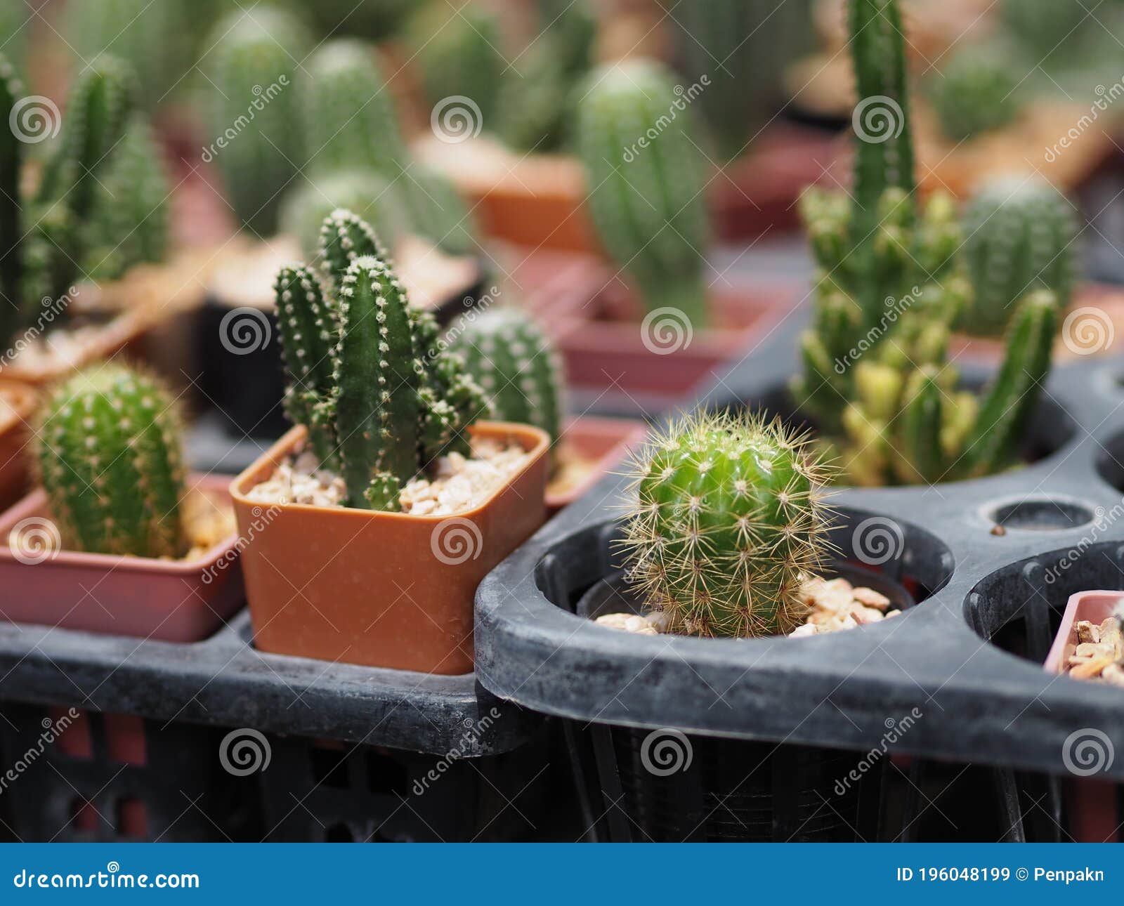 Cactus Tree Green Trunk Has Sharp Spikes Around Blooming in Plastic ...