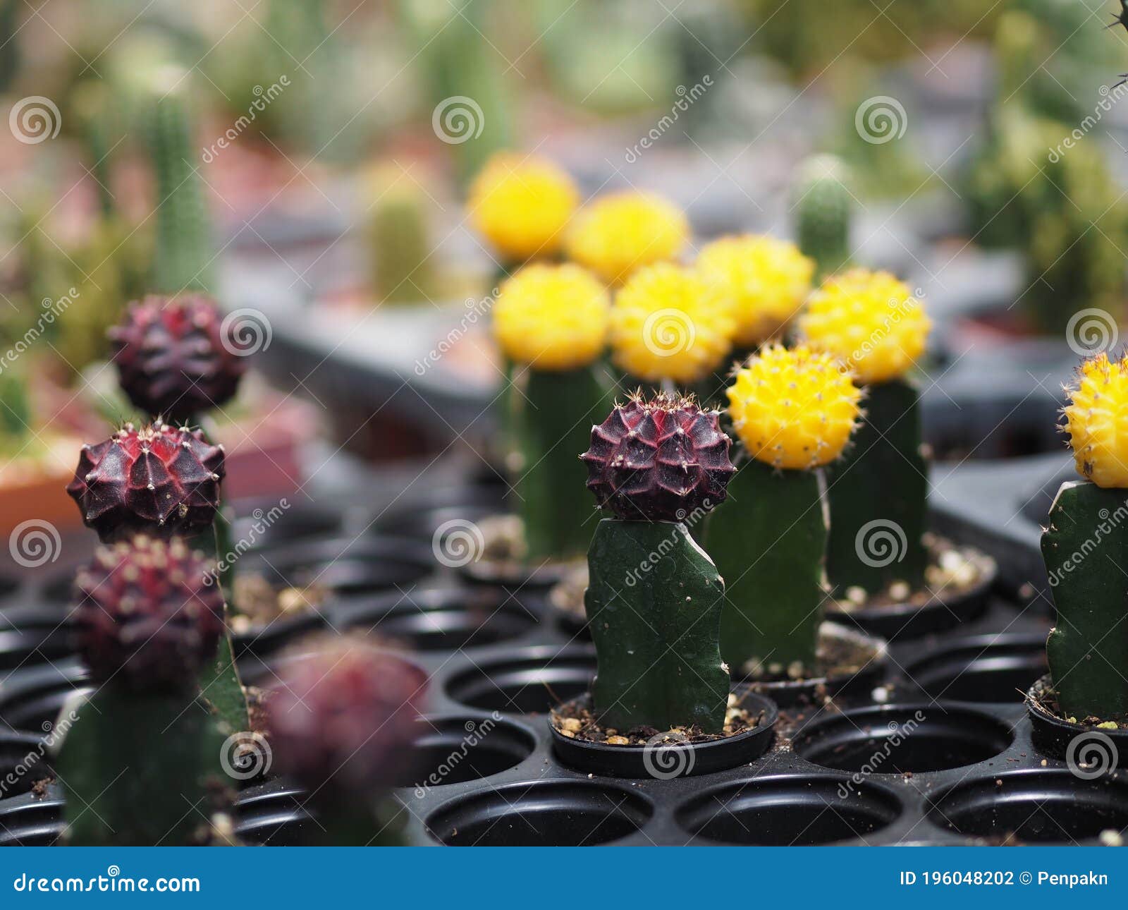 Cactus Tree Green Trunk Has Sharp Spikes Around Blooming in Plastic ...