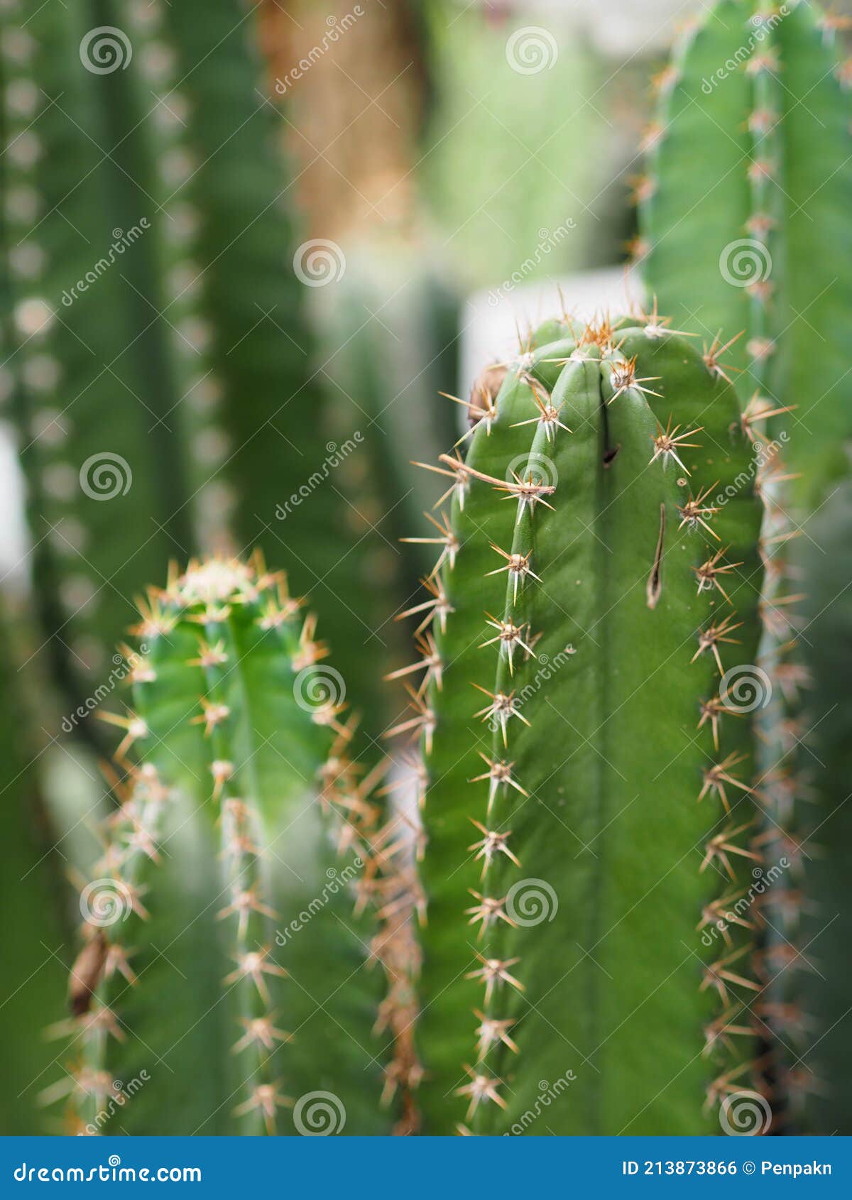 Cactus Tree Green Trunk Has Sharp Spikes Around Blooming in Plastic ...