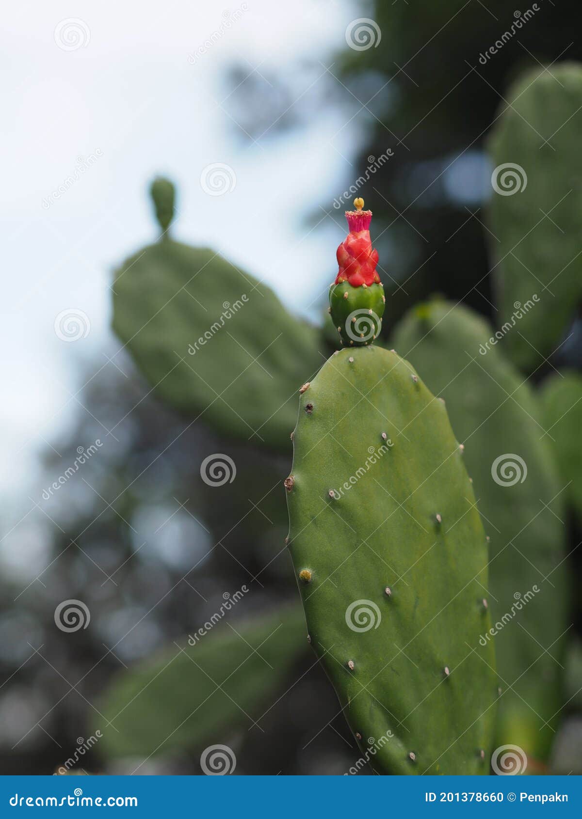Cactus Tree Green Trunk Has Sharp Spikes Around with Flower Blooming ...