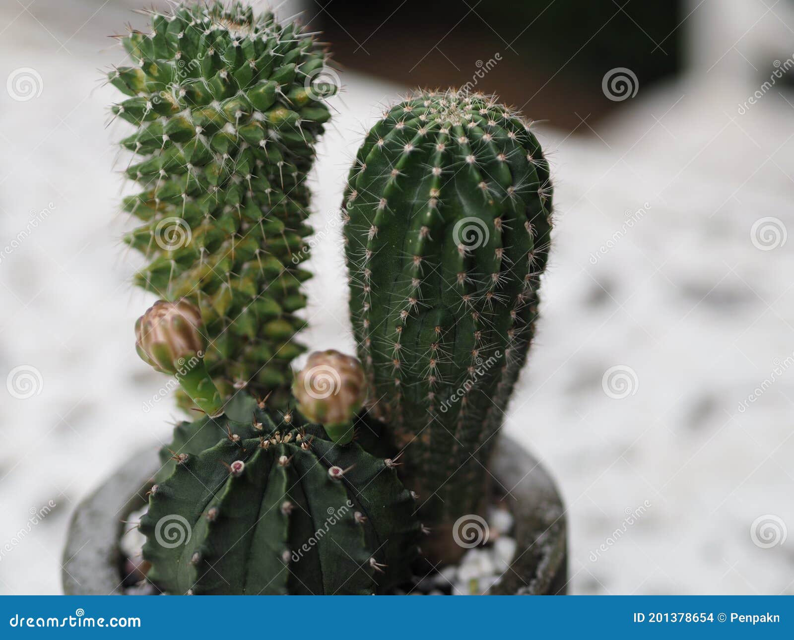 Cactus Tree Green Trunk Has Sharp Spikes Around with Flower Blooming in ...