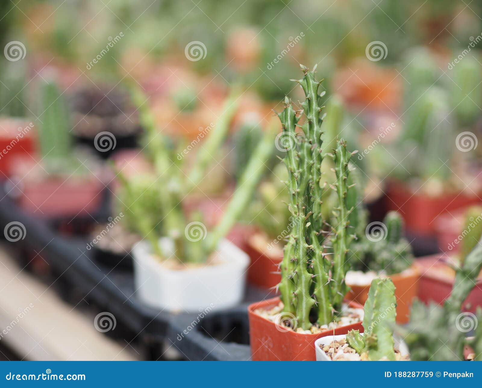 Cactus Tree Green Trunk Has Sharp Spikes Around in Garden Stock Image ...