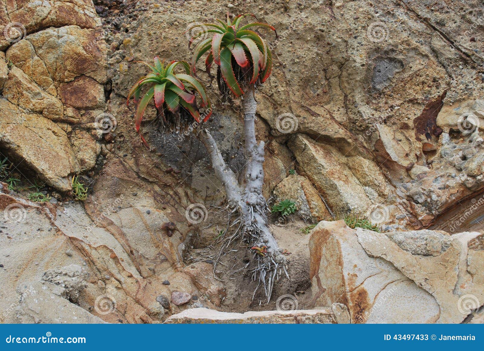 Cactus Tree Growing Out of Rocks Stock Image - Image of alive, roots ...
