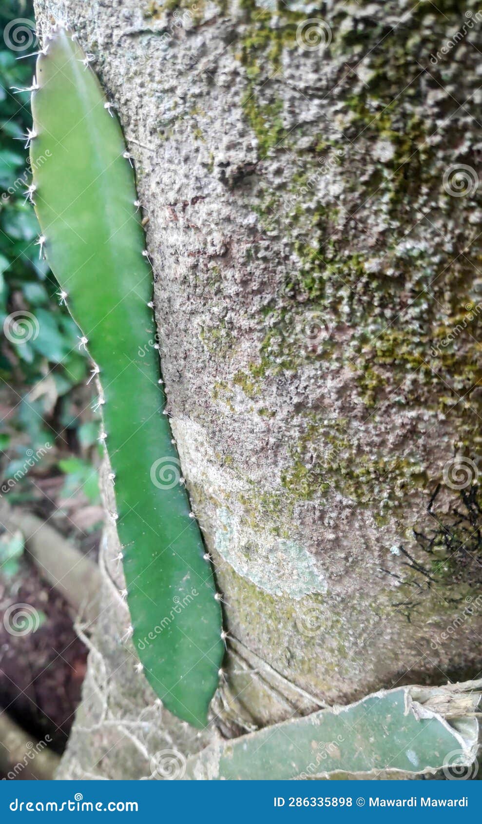 Cactus Tree that Lives in a Tree Stock Photo - Image of green, together ...