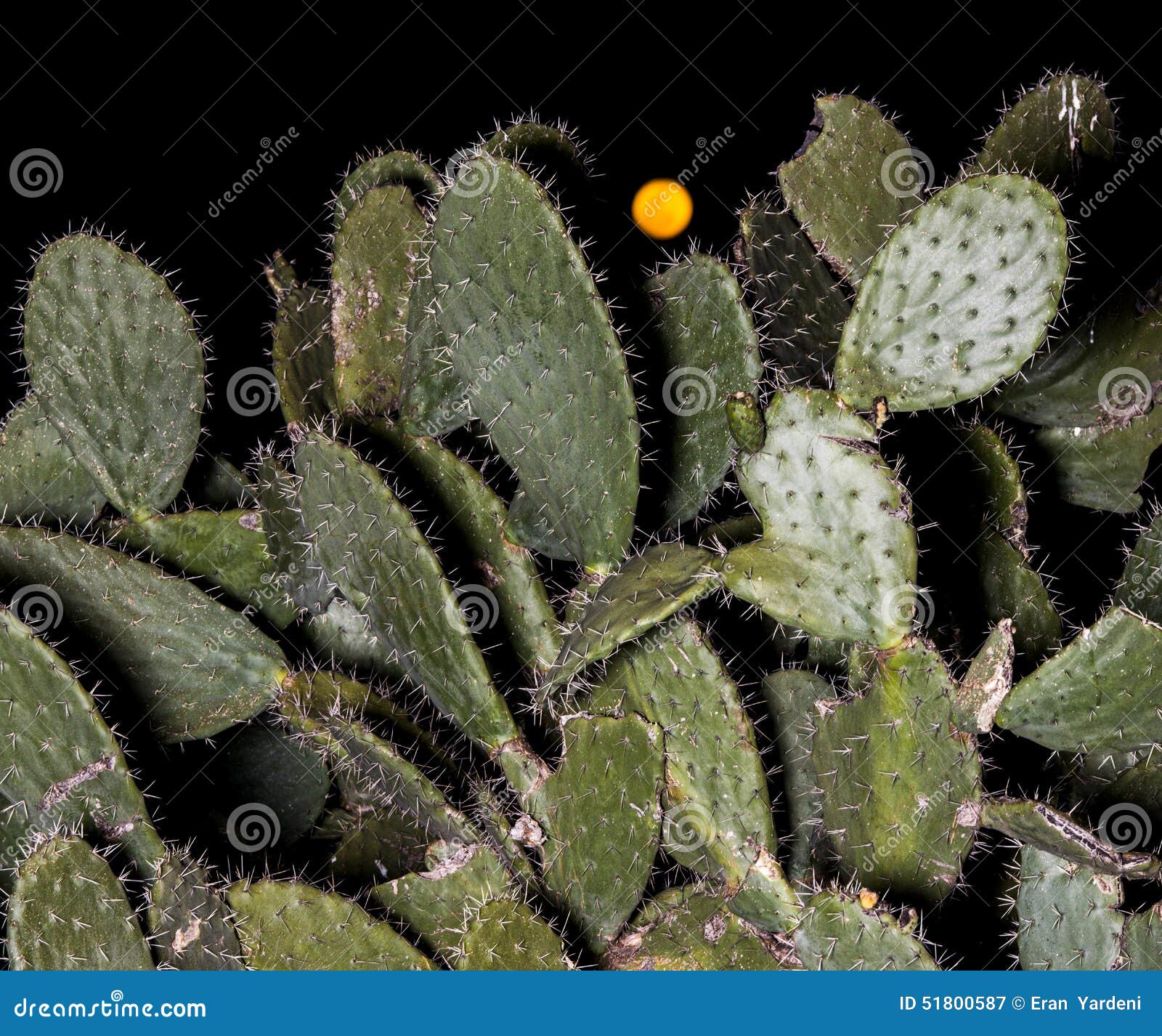 A Cactus Tree with the Moon by Night Stock Image - Image of time ...