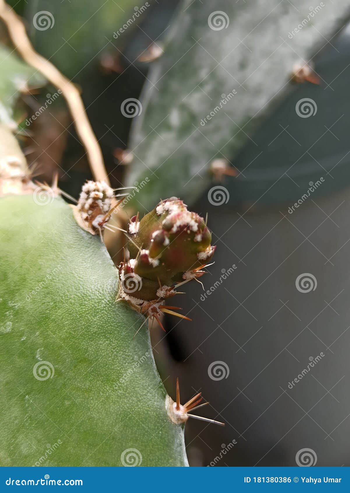Cactus tree shoots stock photo. Image of branch, shoots - 181380386