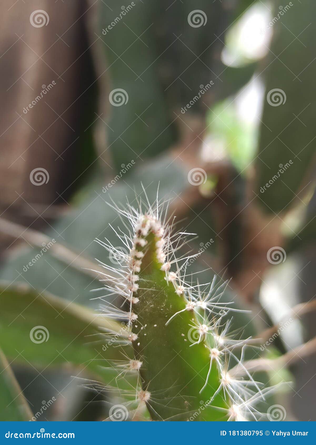 Cactus tree shoots stock image. Image of insect, green - 181380795