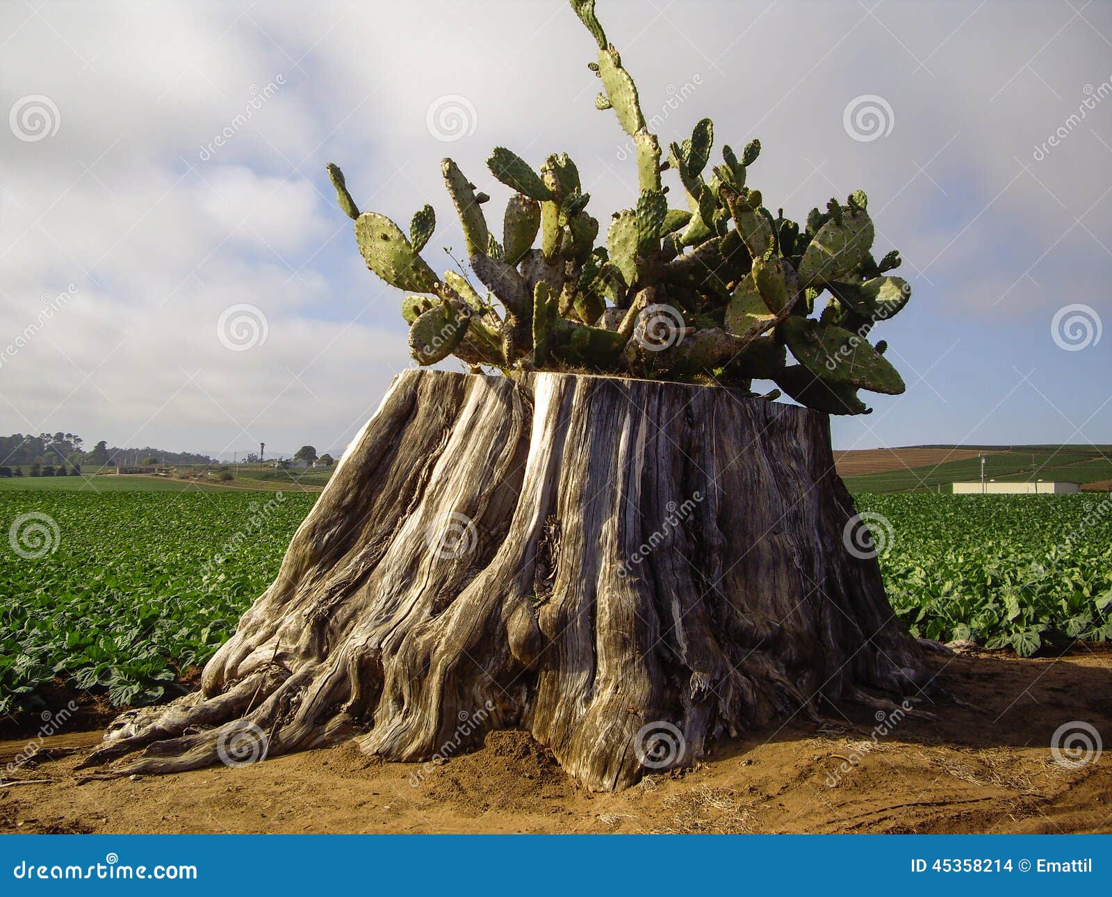 Cactus on Tree Stump in California Fields Stock Photo - Image of stump ...