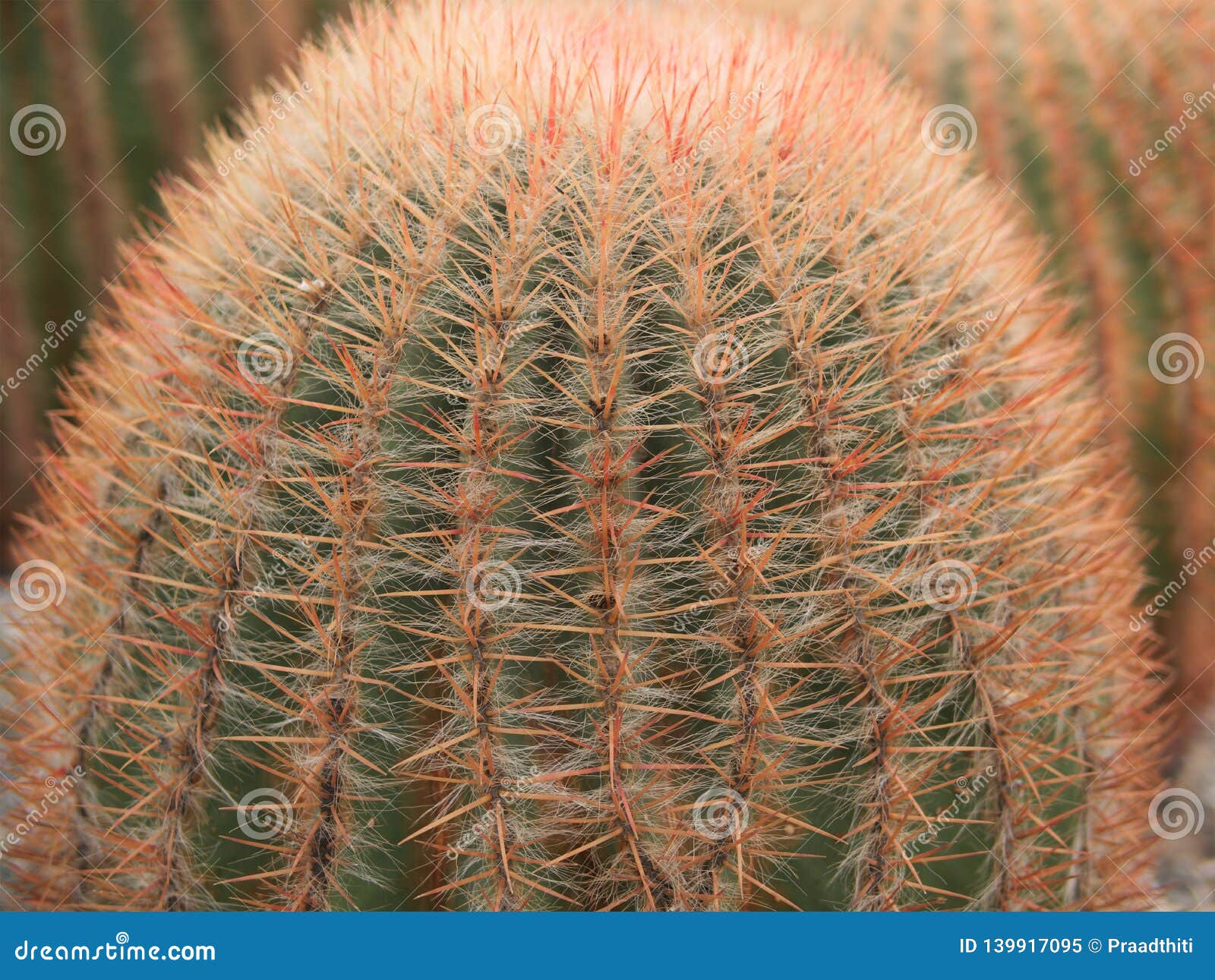 The Cactus Tree Surface Texture Stock Image - Image of plant, surface ...