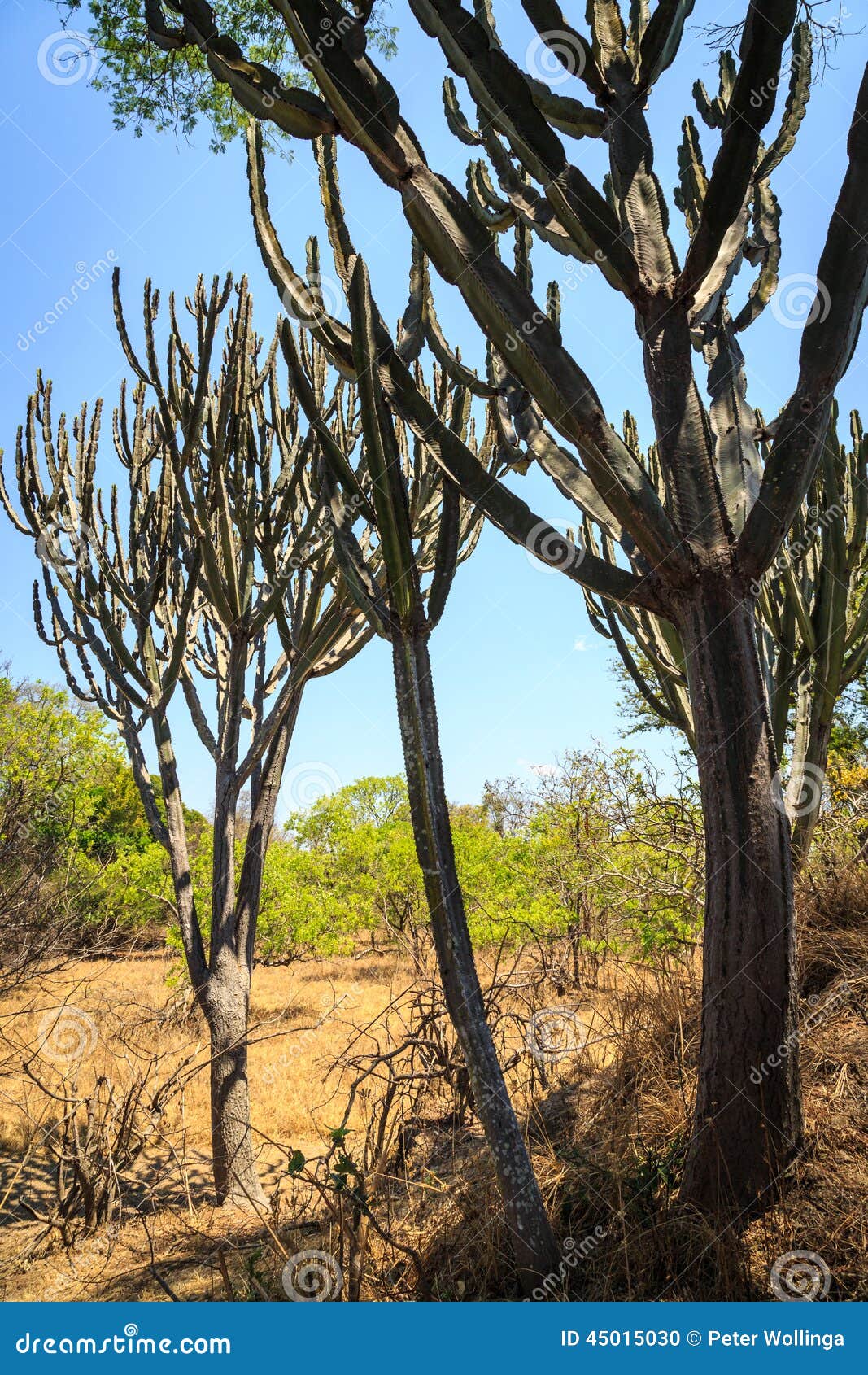 Cactus Trees in Africa Landscape Stock Photo - Image of national, south ...