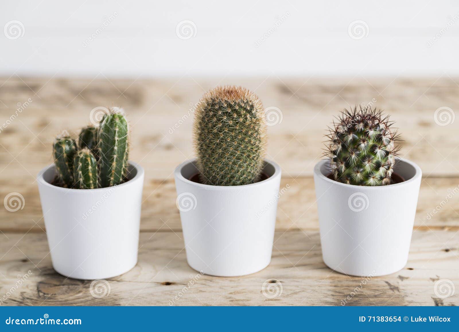 Cactus trio stock photo. Image of desert, flowerpot, decoration - 71383654