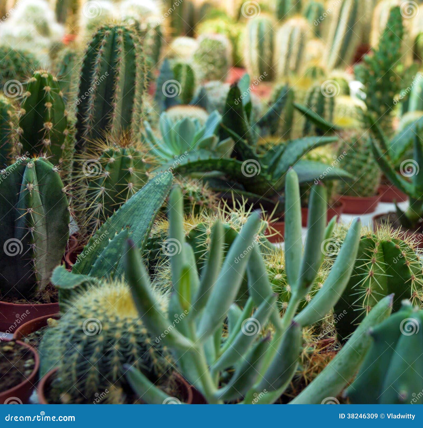 Cactus tropical imagen de archivo. Imagen de flora, tropical - 38246309