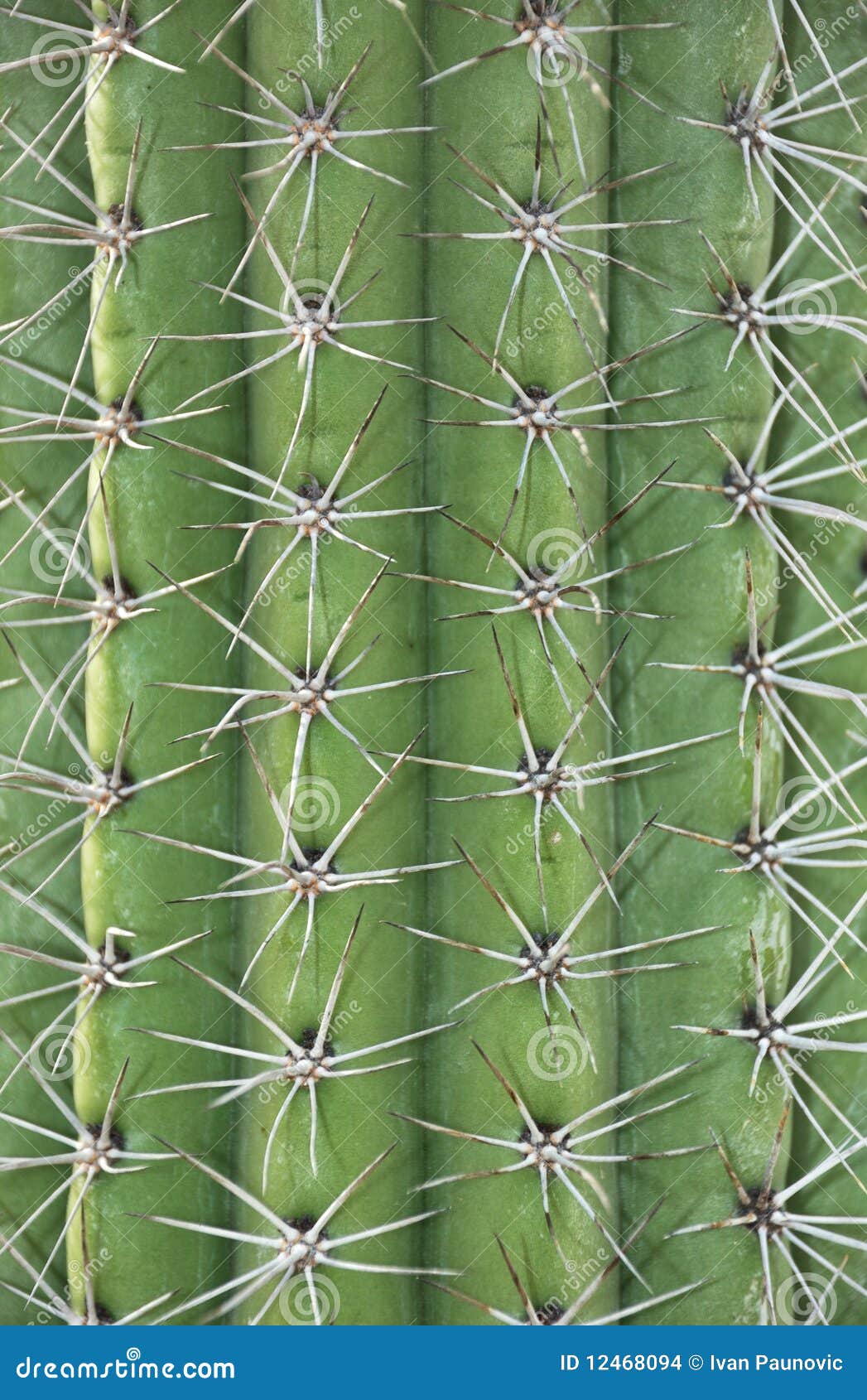 Cactus trunk stock photo. Image of botanical, detail - 12468094