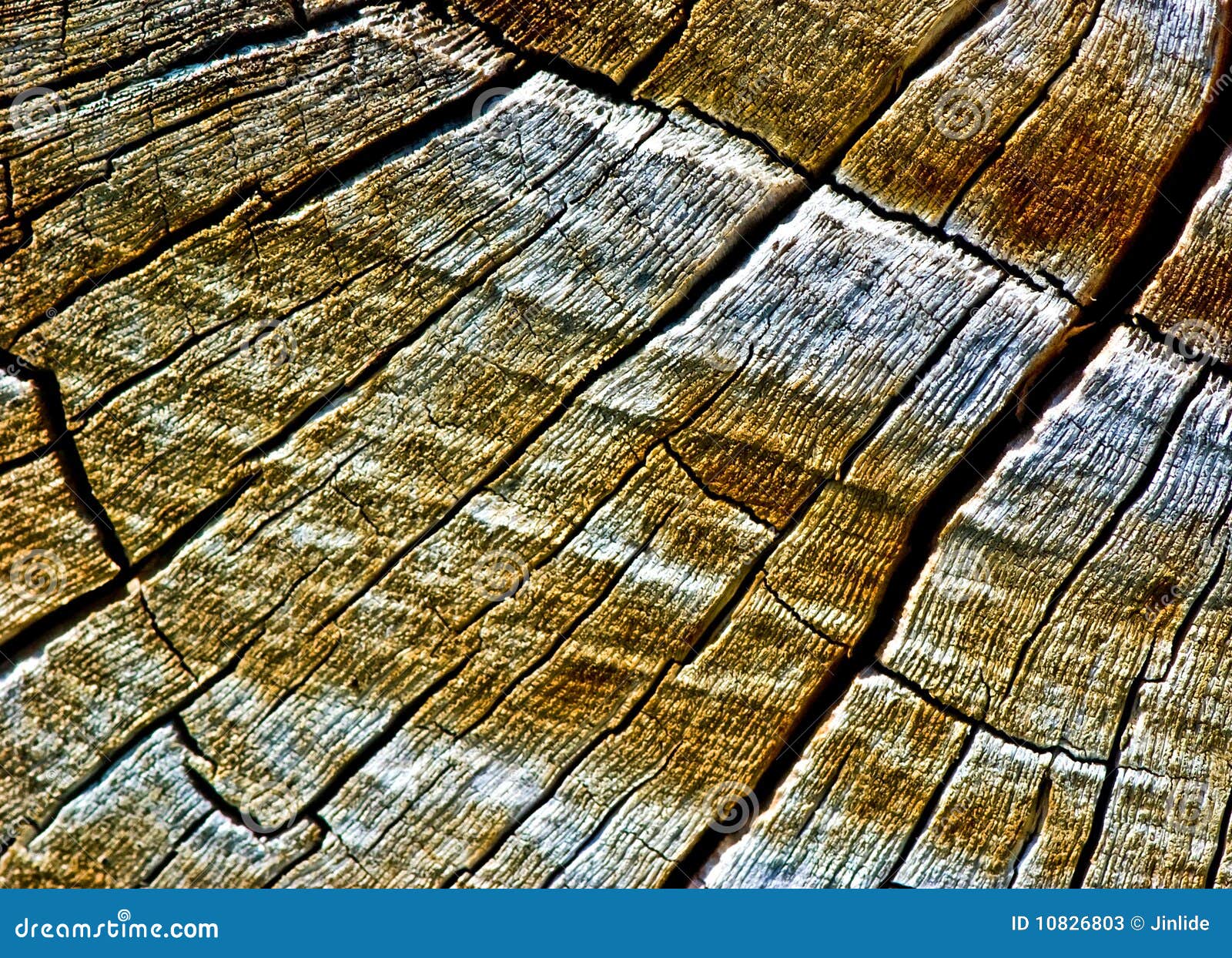 Cactus trunk texture stock image. Image of cactus, succulent - 10826803