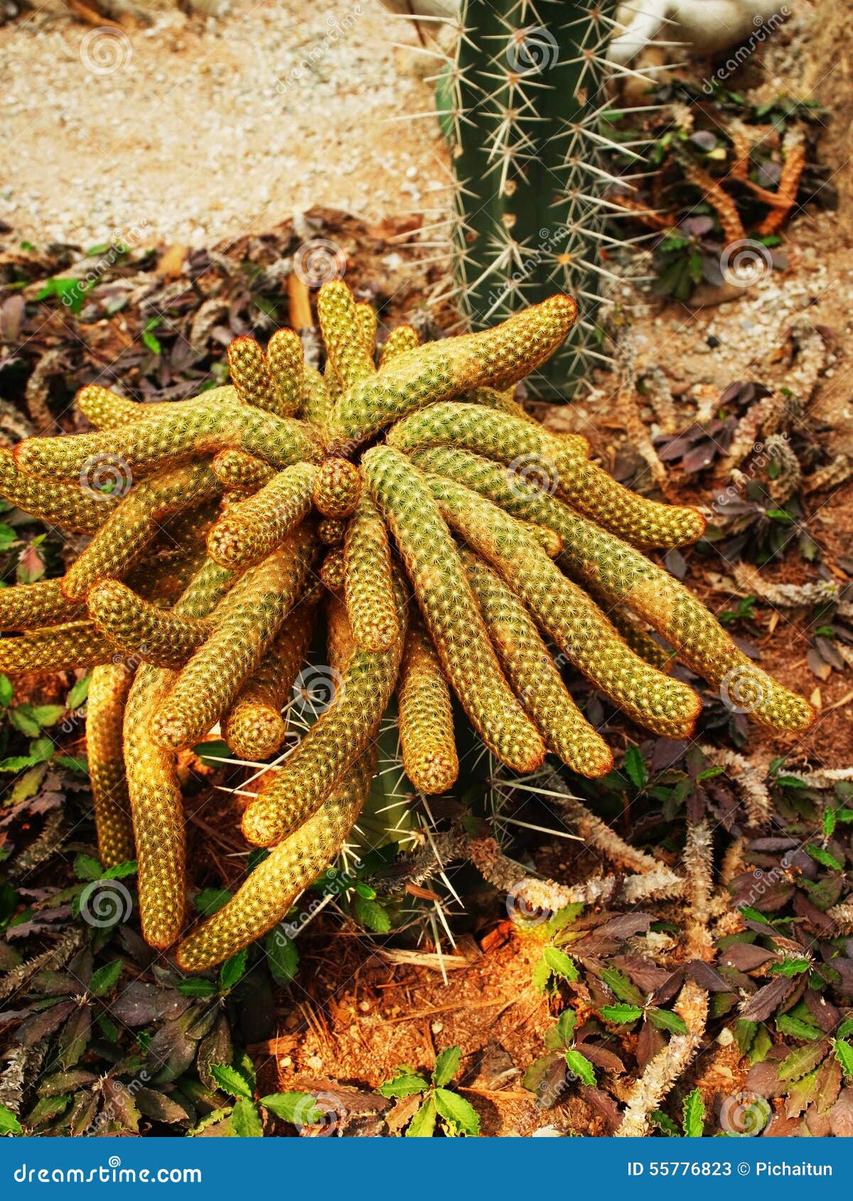 Cactus tubular imagen de archivo. Imagen de verdoso, ornamental - 55776823